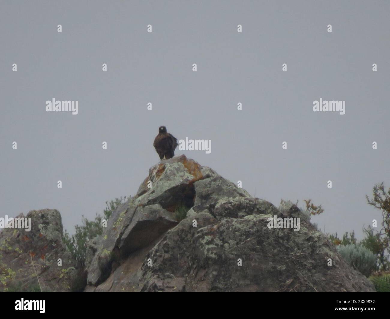 Variable Hawk (Geranoaetus polyosoma) Aves Stock Photo - Alamy
