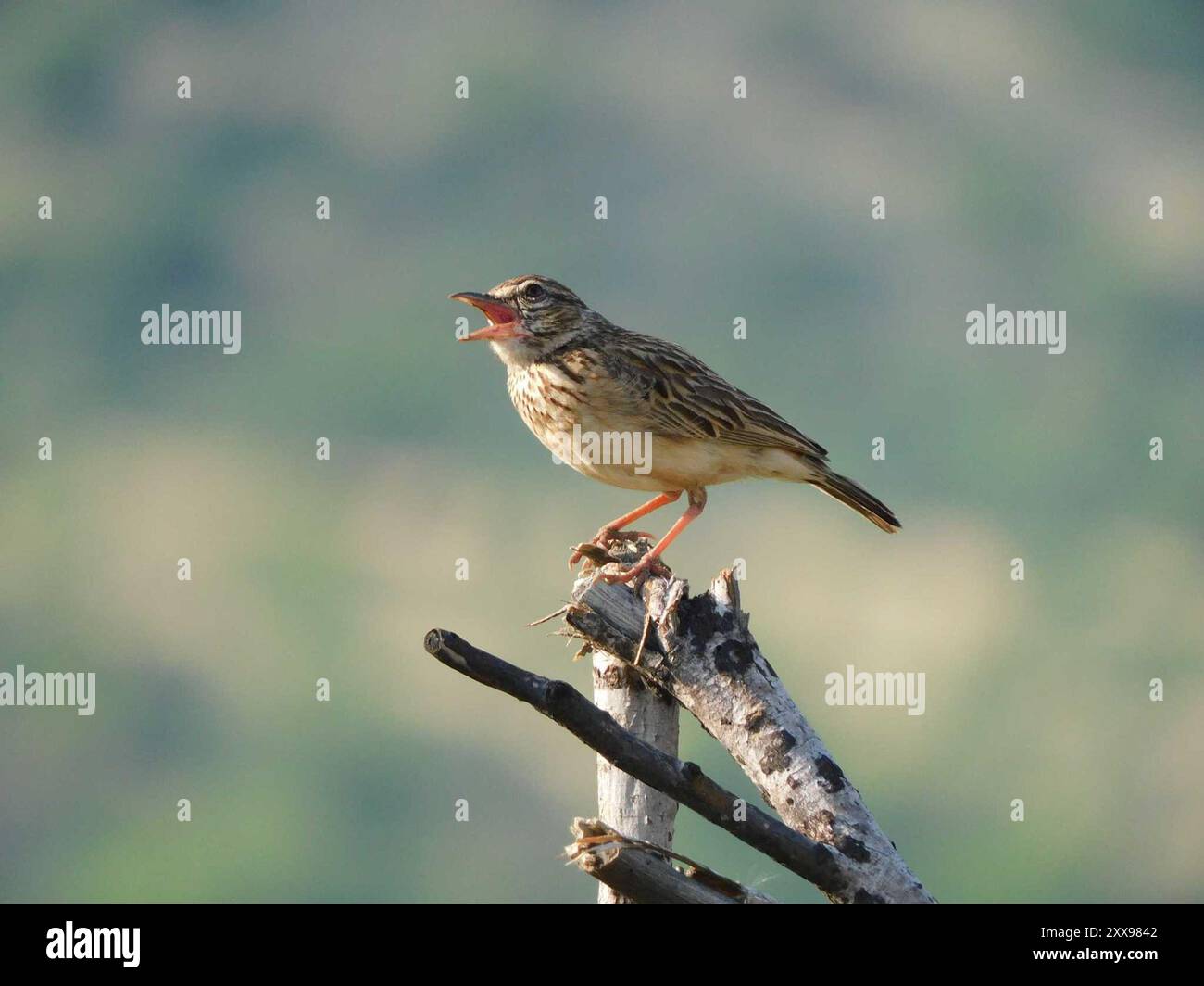 (Calendulauda sabota sabota) Aves Stock Photo - Alamy