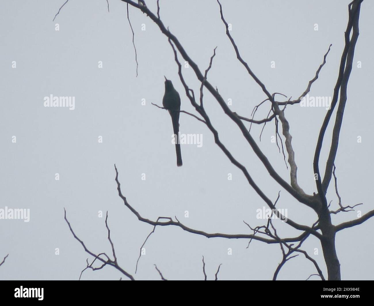 Red-tailed Comet (Sappho sparganurus) Aves Stock Photo - Alamy