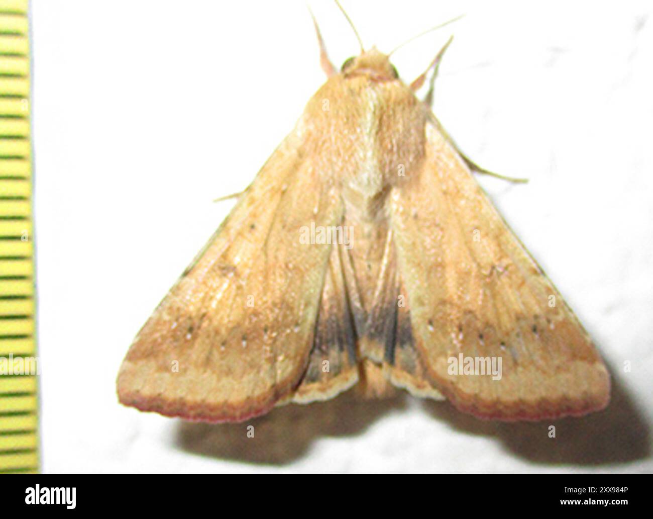 Cotton Bollworm Moth (Helicoverpa armigera) Insecta Stock Photo - Alamy
