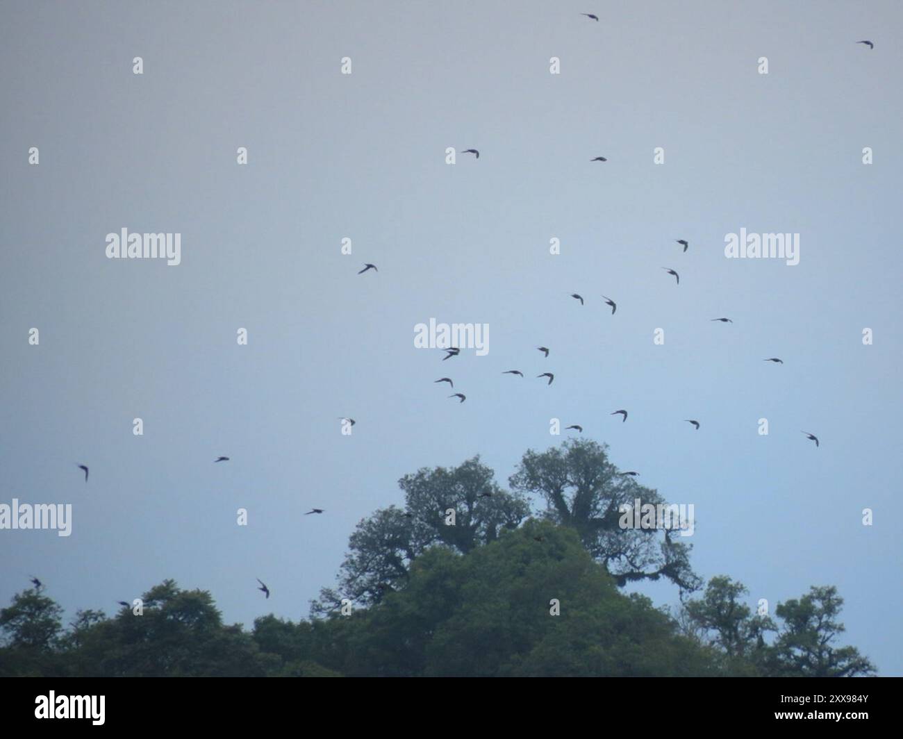 White-collared Swift (Streptoprocne zonaris) Aves Stock Photo - Alamy