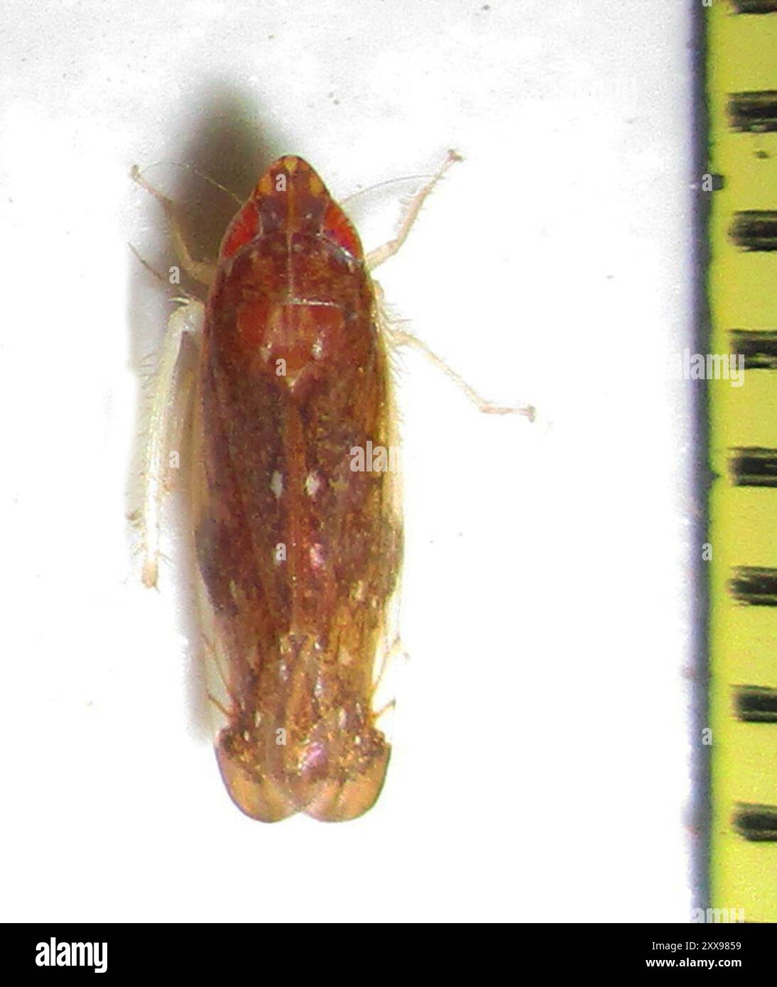 Typical Leafhoppers (Cicadellidae) Insecta Stock Photo - Alamy