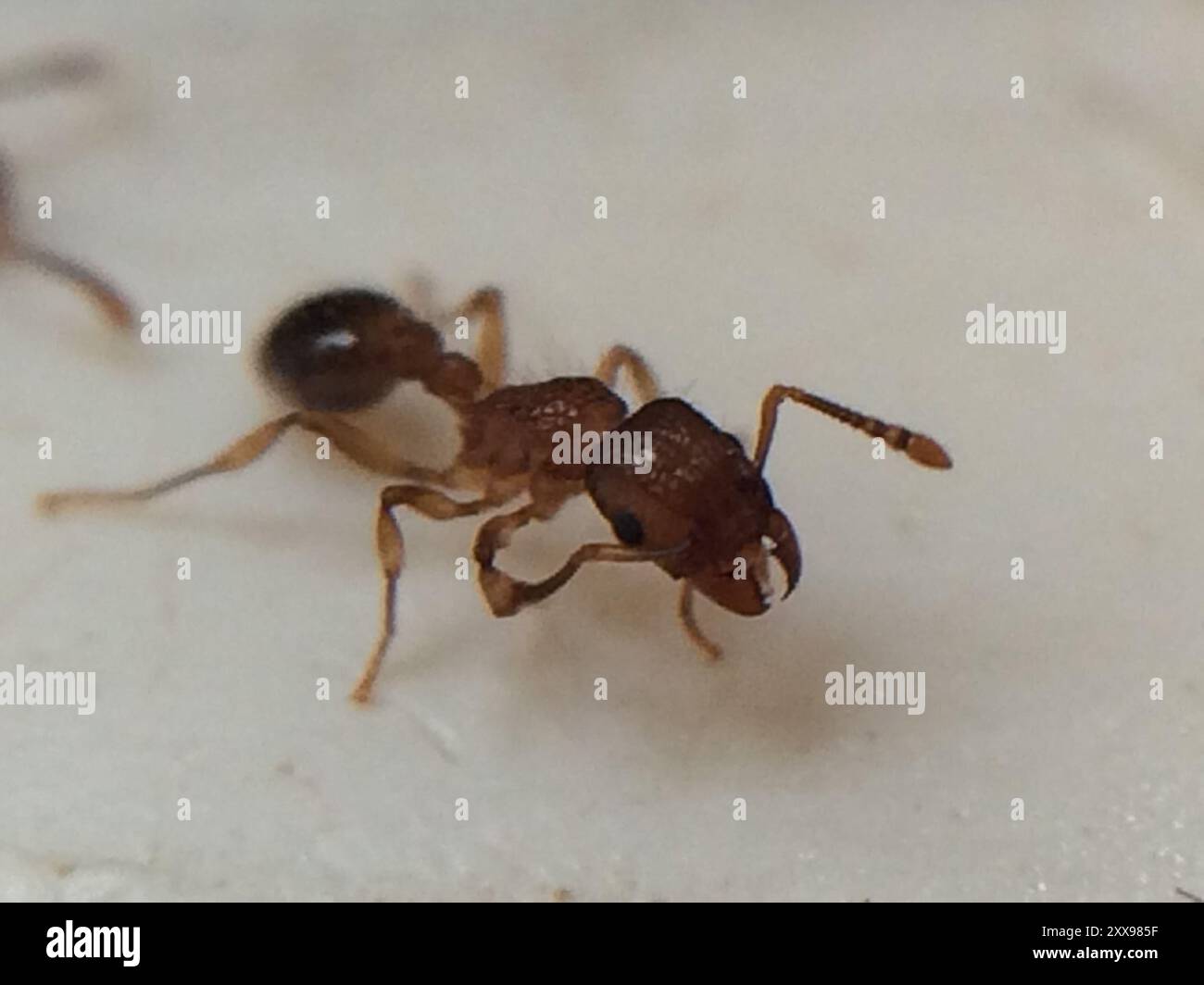 Pennant ant hi-res stock photography and images - Alamy