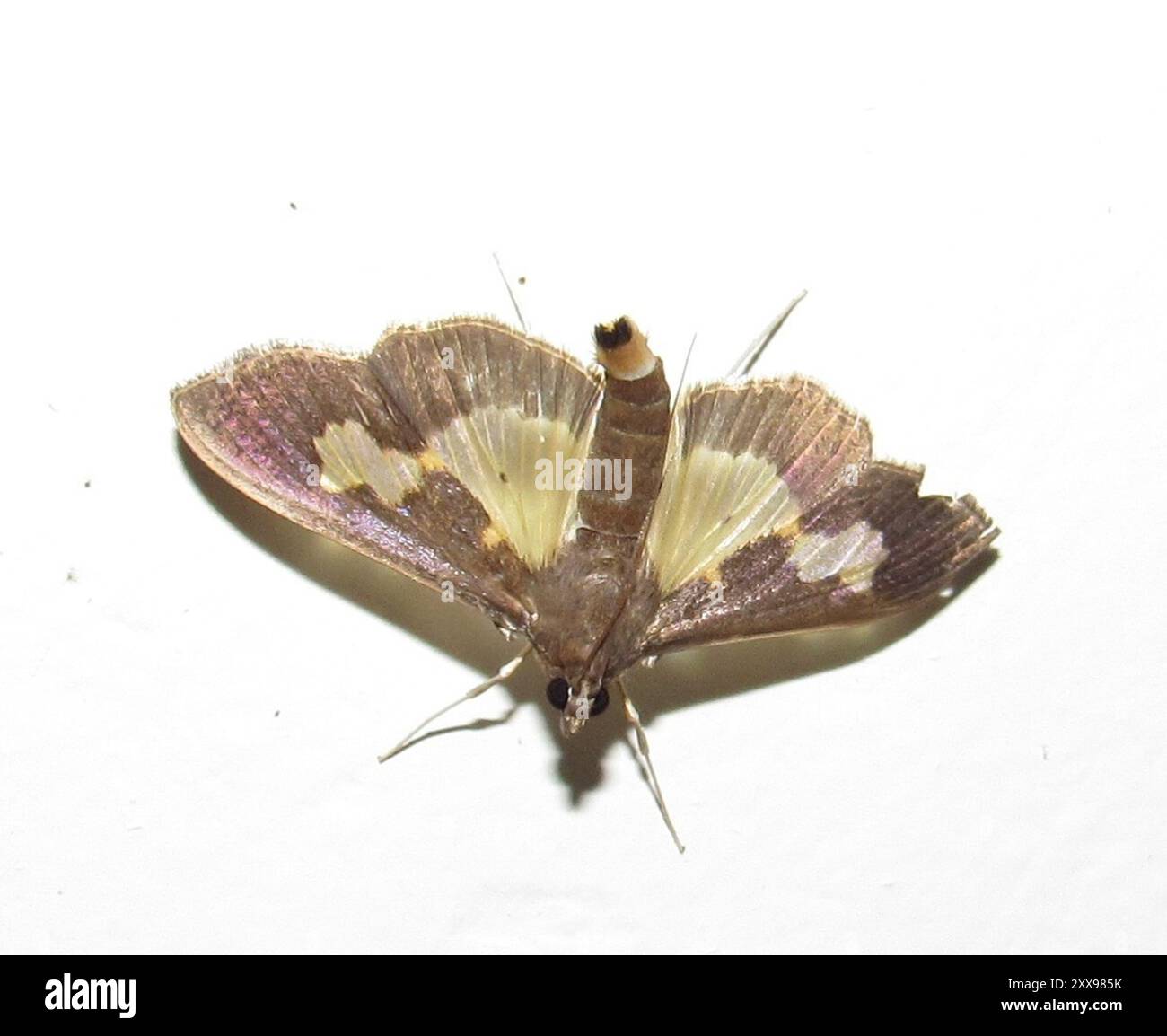 Pickleworm Moth (Diaphania nitidalis) Insecta Stock Photo - Alamy
