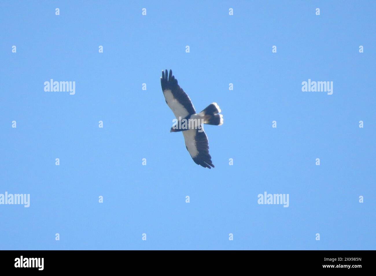 Mountain Caracara (Daptrius megalopterus) Aves Stock Photo - Alamy