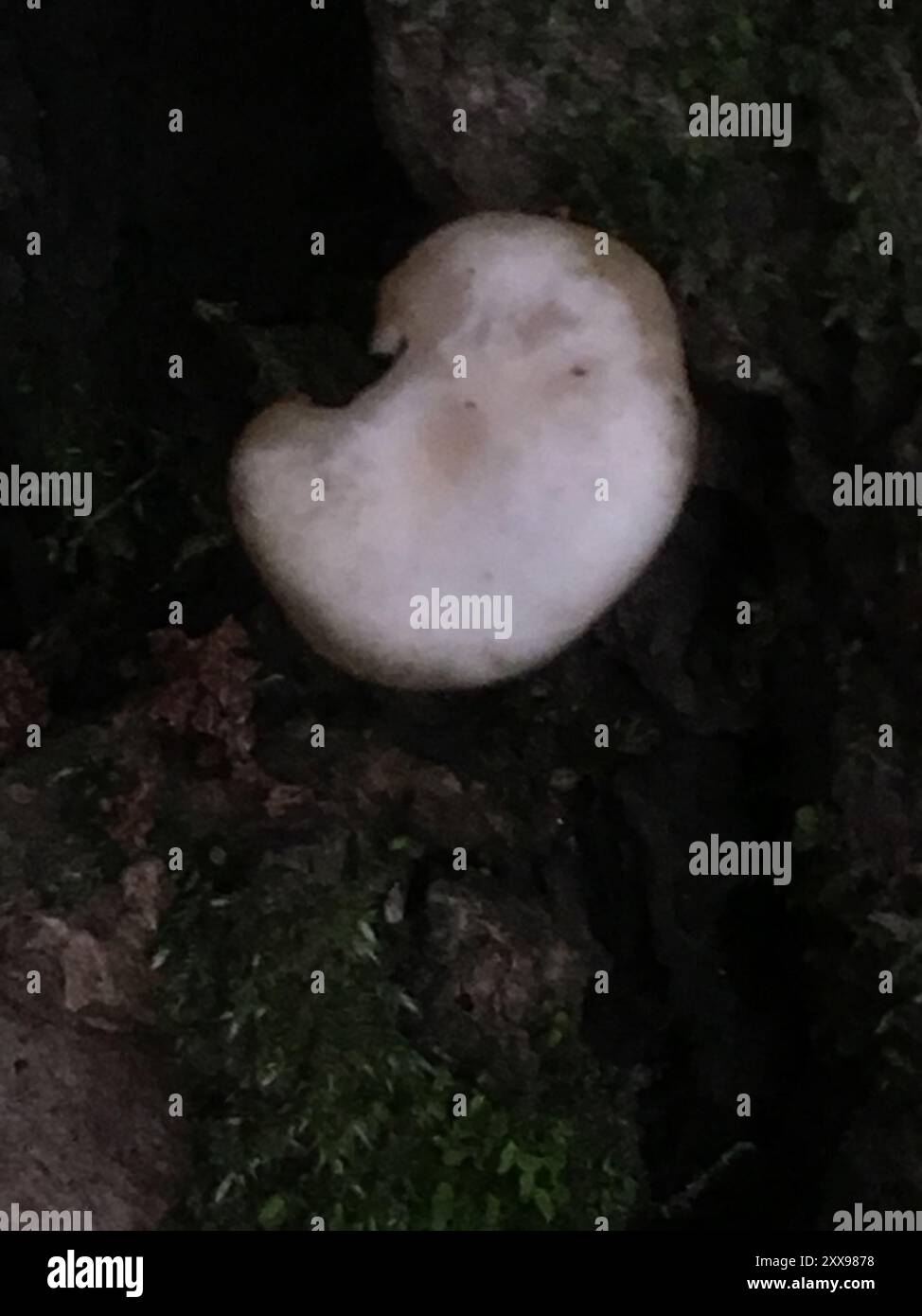 Fragrant Funnel (Clitocybe fragrans) Fungi Stock Photo - Alamy