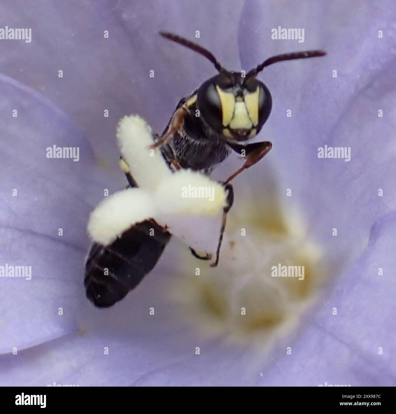 Square-headed Masked Bee (Hylaeus quadriceps) Insecta Stock Photo - Alamy