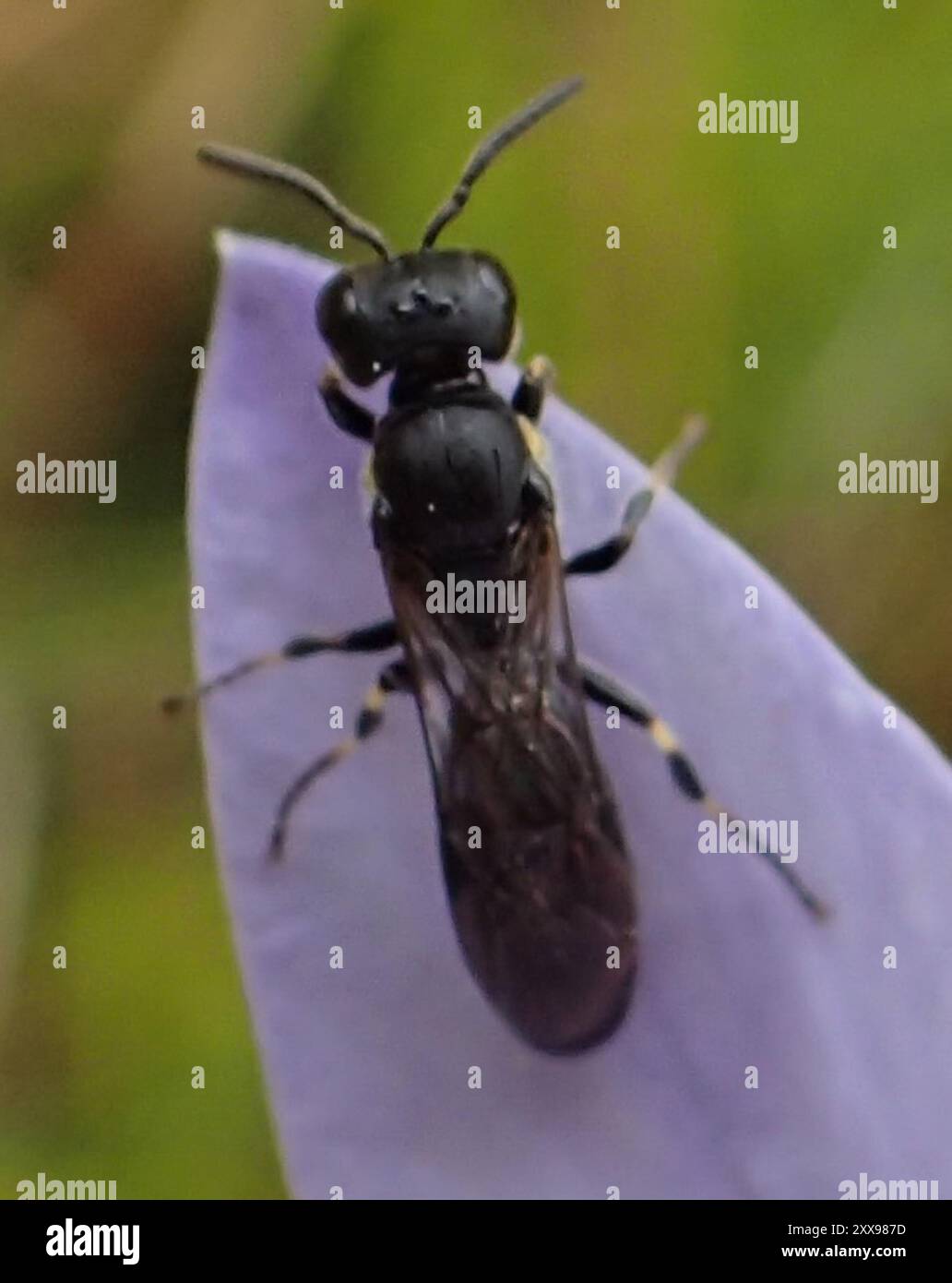 Square-headed Masked Bee (Hylaeus quadriceps) Insecta Stock Photo - Alamy