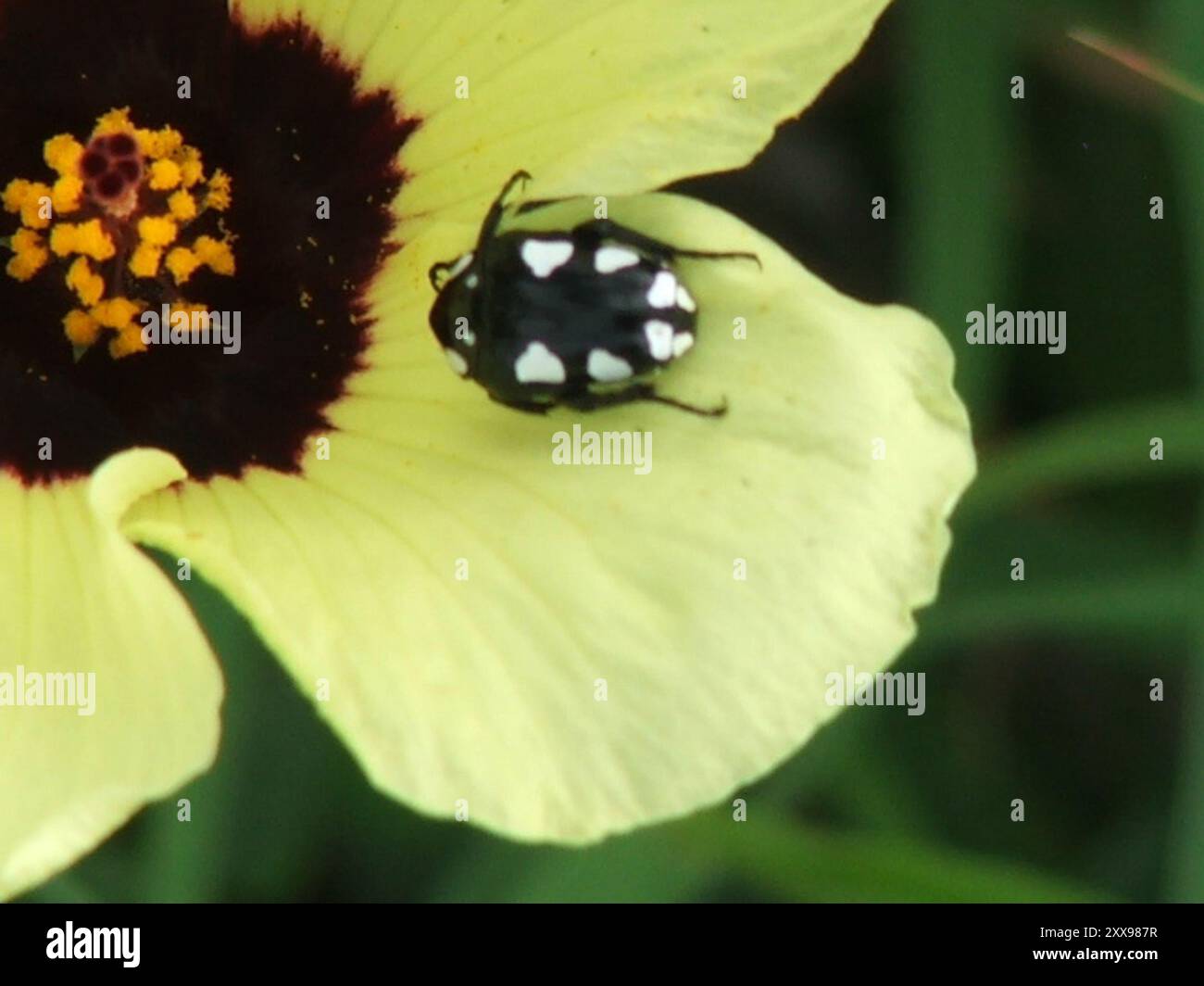 White-spotted Fruit Chafer (Mausoleopsis amabilis) Insecta Stock Photo ...