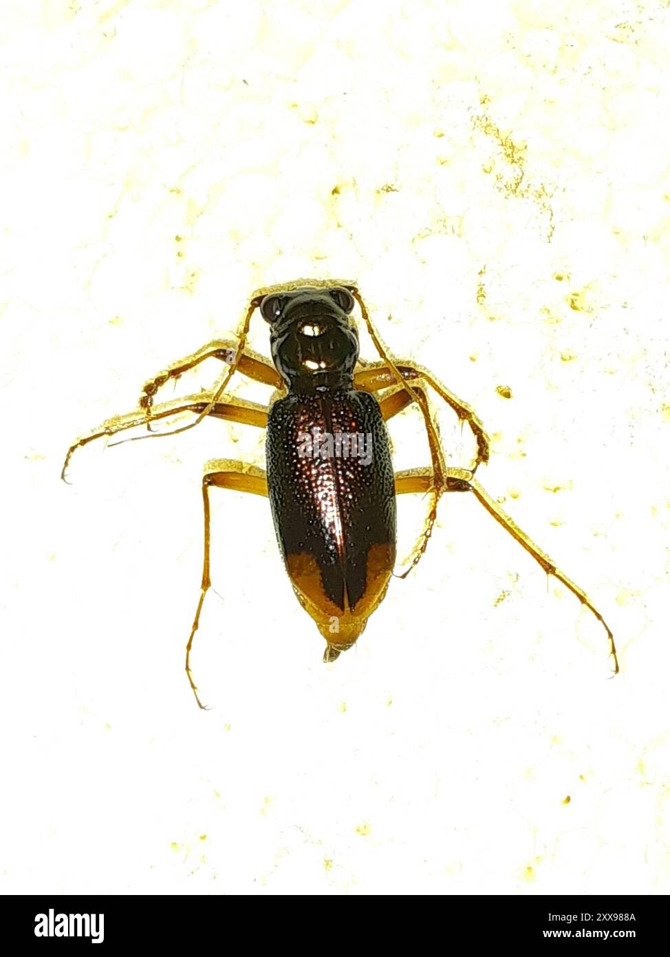 Carolina Metallic Tiger Beetle (Tetracha carolina) Insecta Stock Photo ...