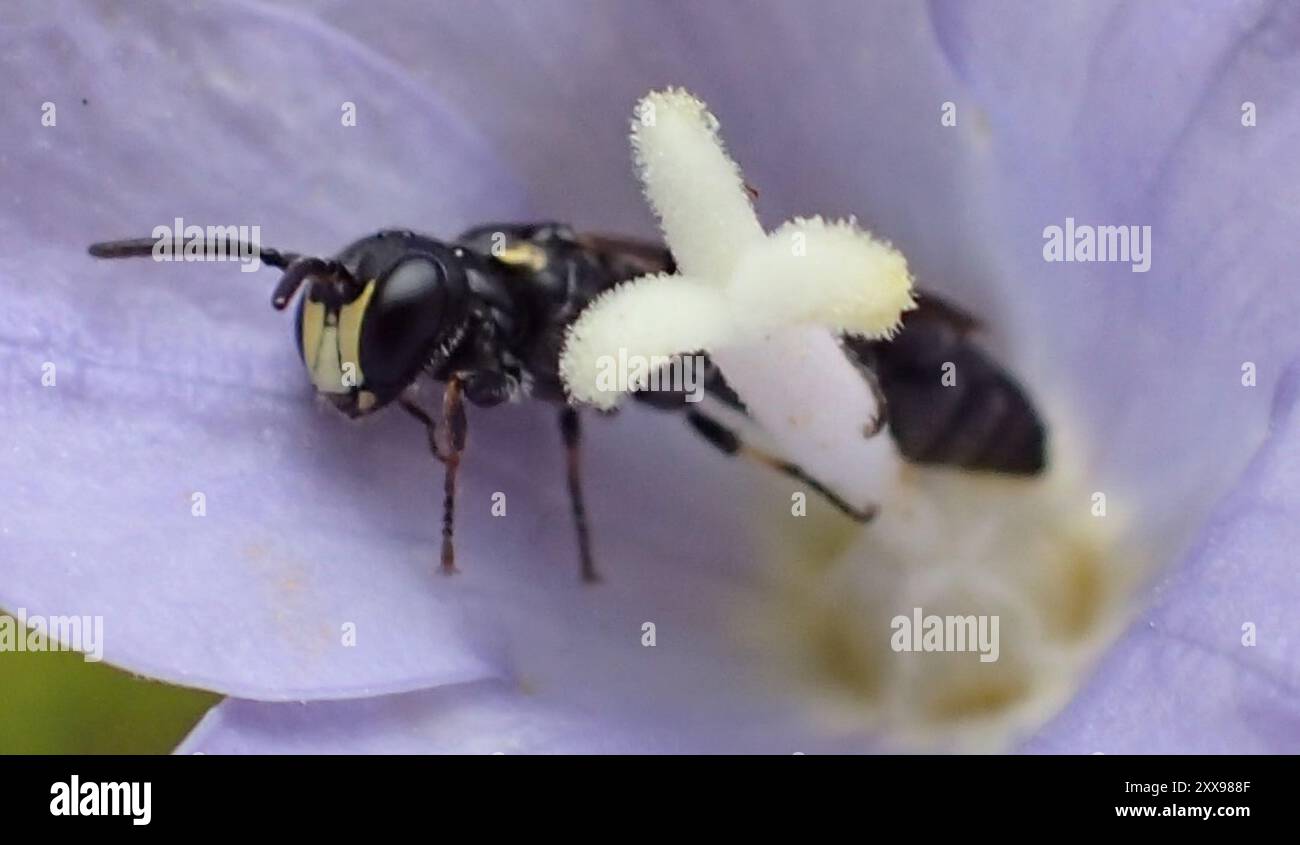 Square-headed Masked Bee (Hylaeus quadriceps) Insecta Stock Photo - Alamy