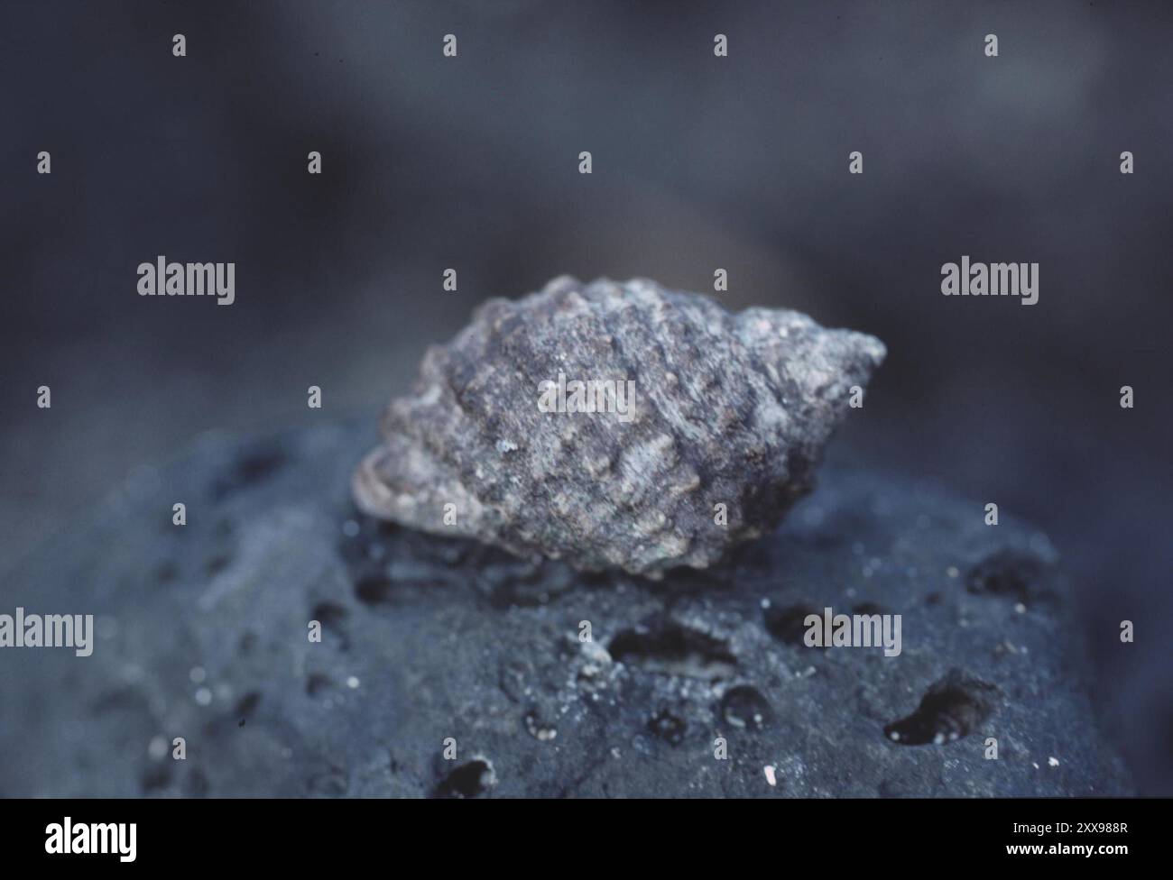 Gastropods (Gastropoda) Mollusca Stock Photo - Alamy