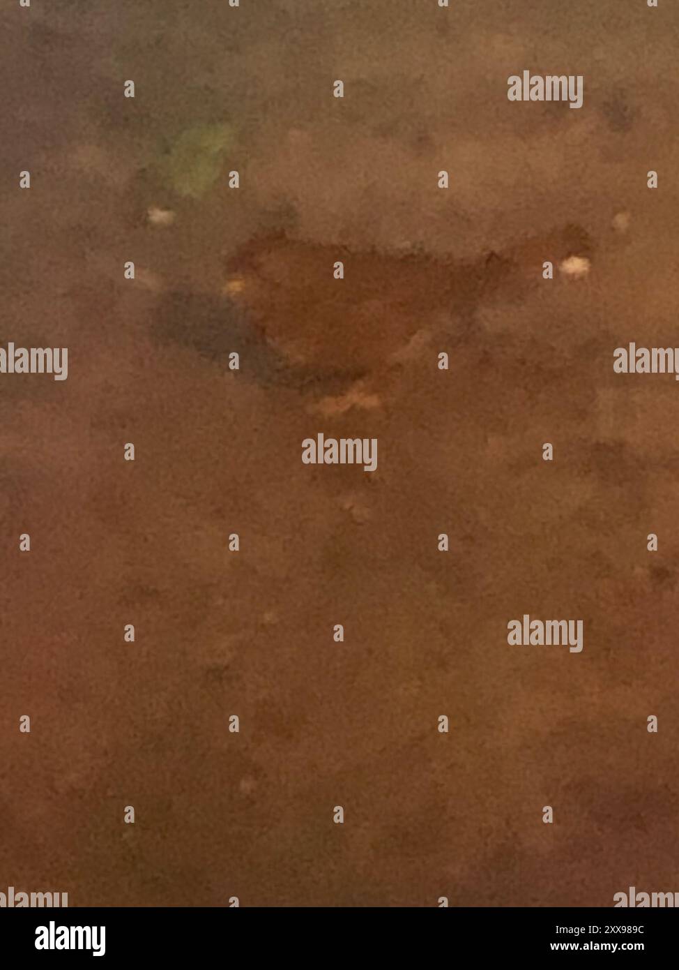 New World Sparrows (Passerellidae) Aves Stock Photo - Alamy