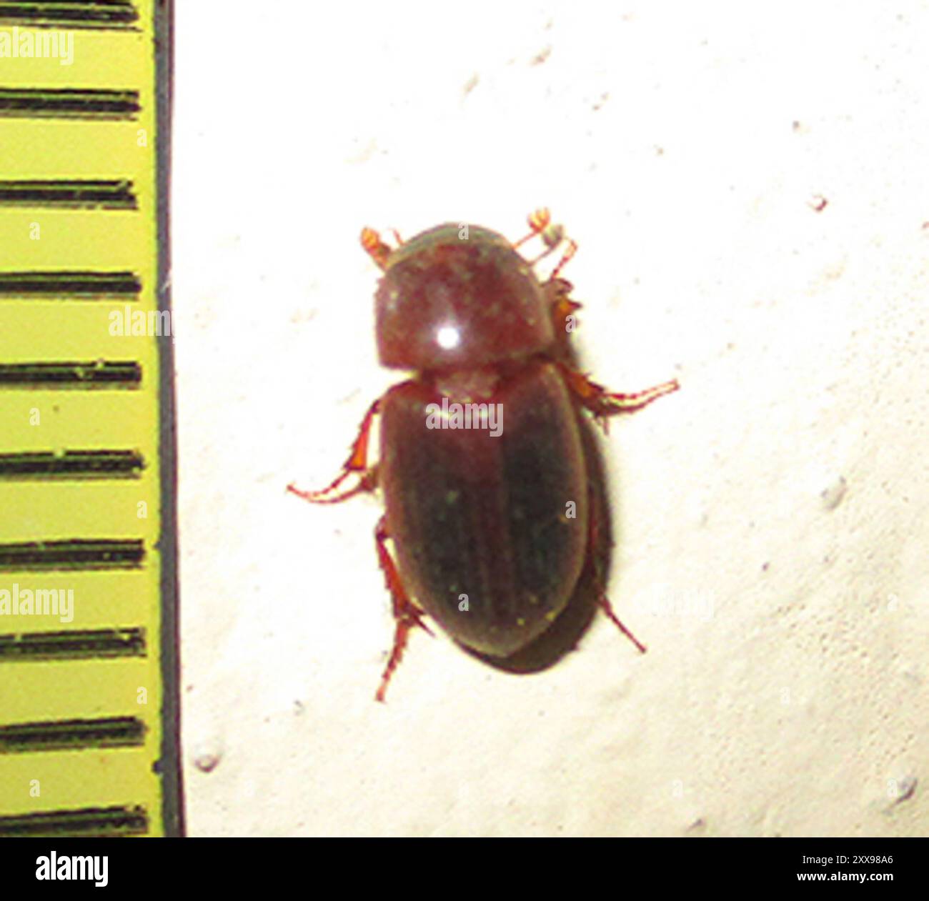 Small Dung Beetles (Aphodiinae) Insecta Stock Photo - Alamy