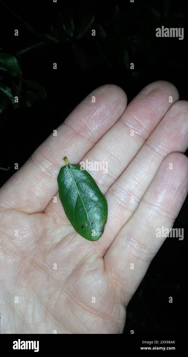 Myrtle Oak (Quercus myrtifolia) Plantae Stock Photo - Alamy