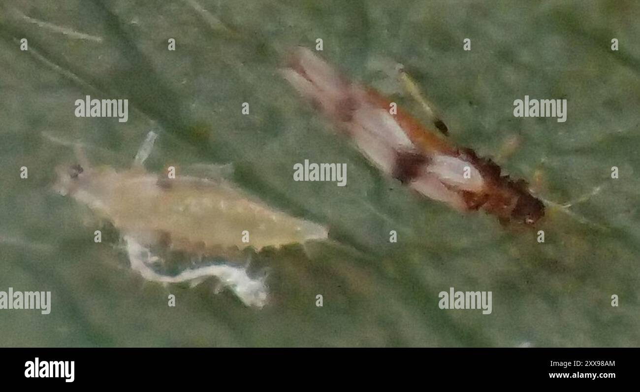 Common Thrips (Thripidae) Insecta Stock Photo - Alamy