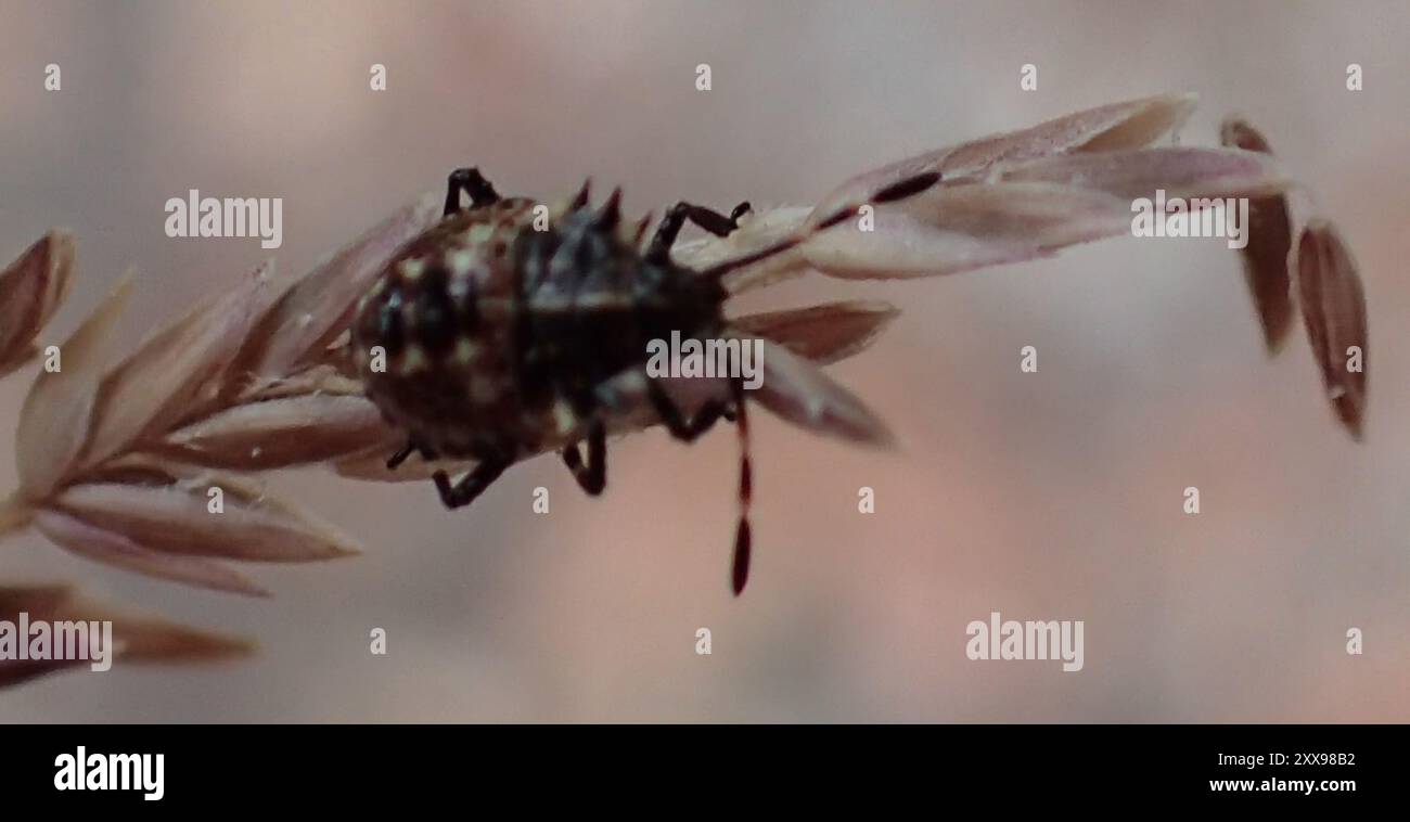 Oncocoris hi-res stock photography and images - Alamy