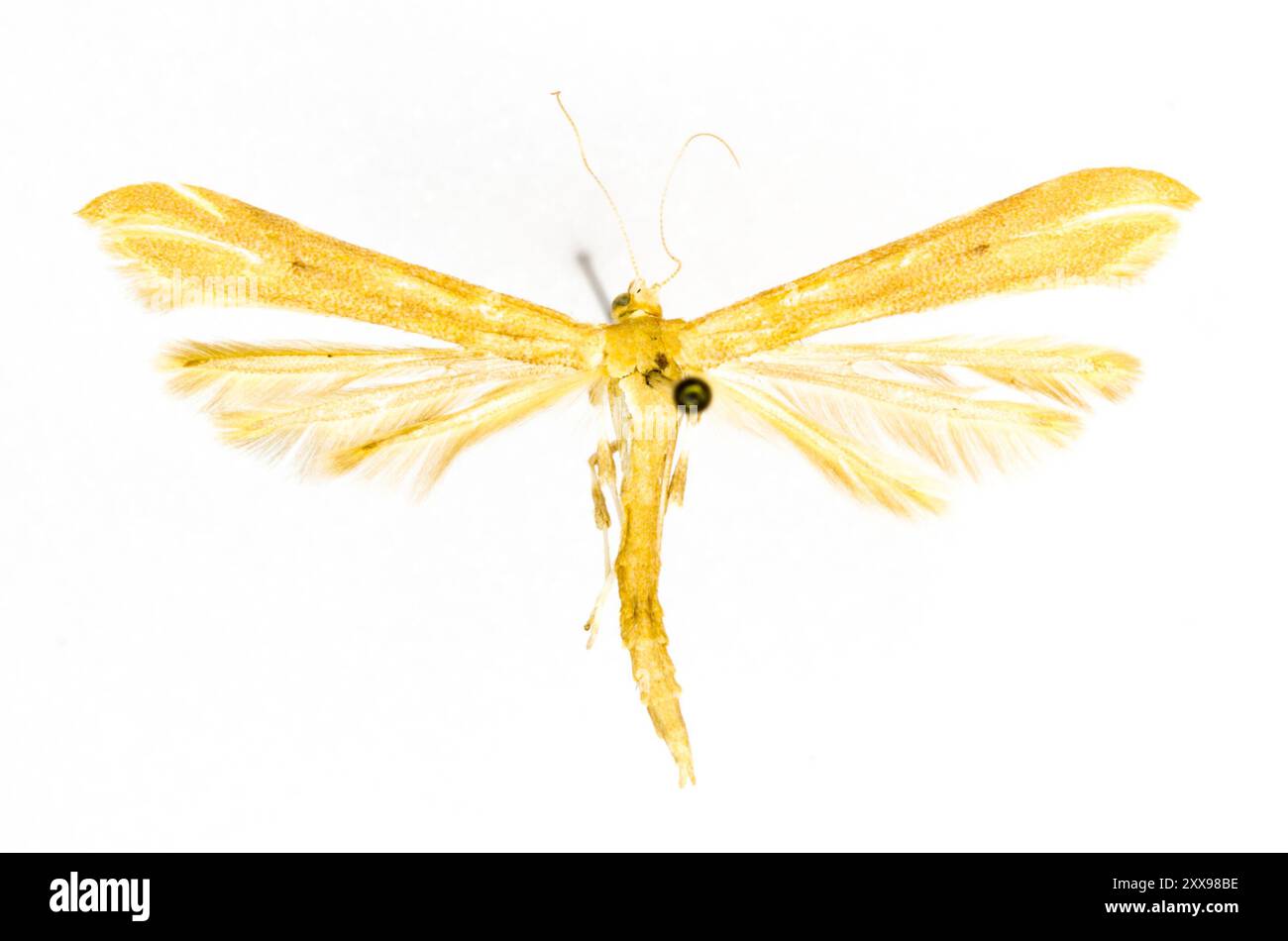 Plume Moths (Pterophoridae) Insecta Stock Photo - Alamy