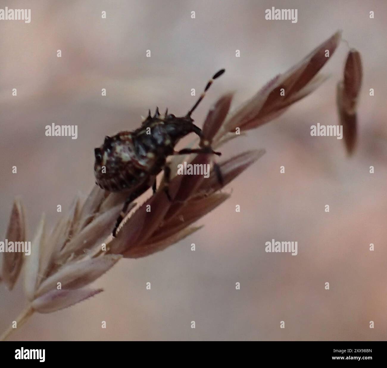 Oncocoris hi-res stock photography and images - Alamy