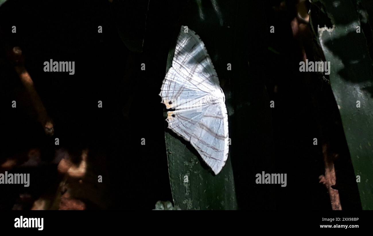 Epiplema hi-res stock photography and images - Alamy
