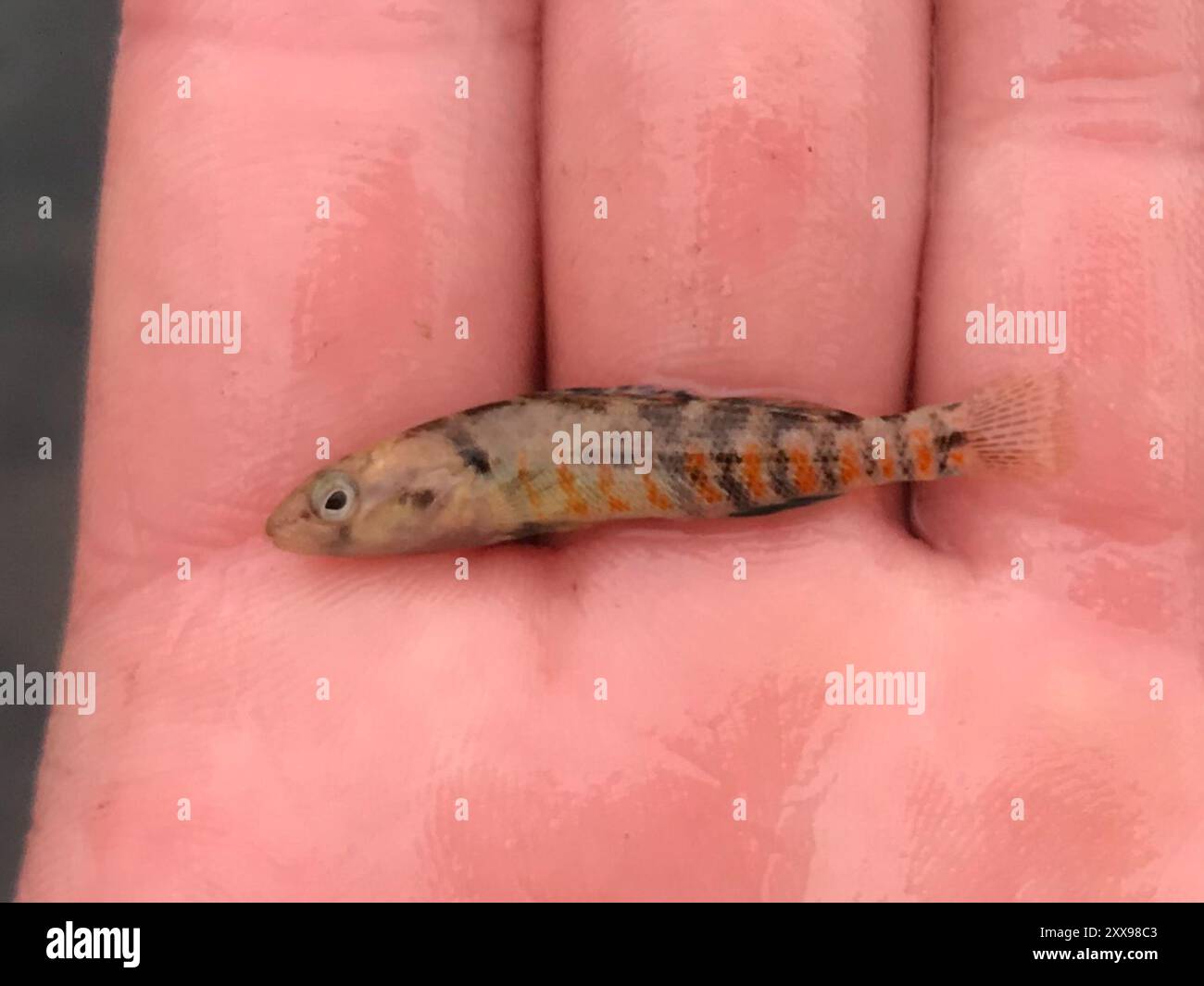 Orangethroat Darter (Etheostoma spectabile) Actinopterygii Stock Photo ...