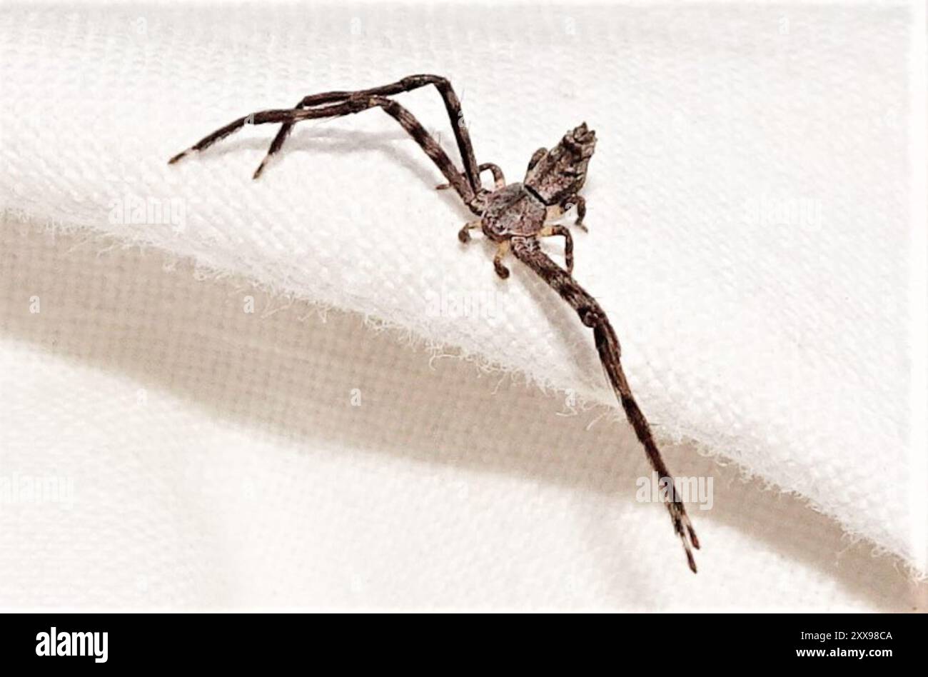 Square-ended Crab Spiders (Sidymella) Arachnida Stock Photo - Alamy