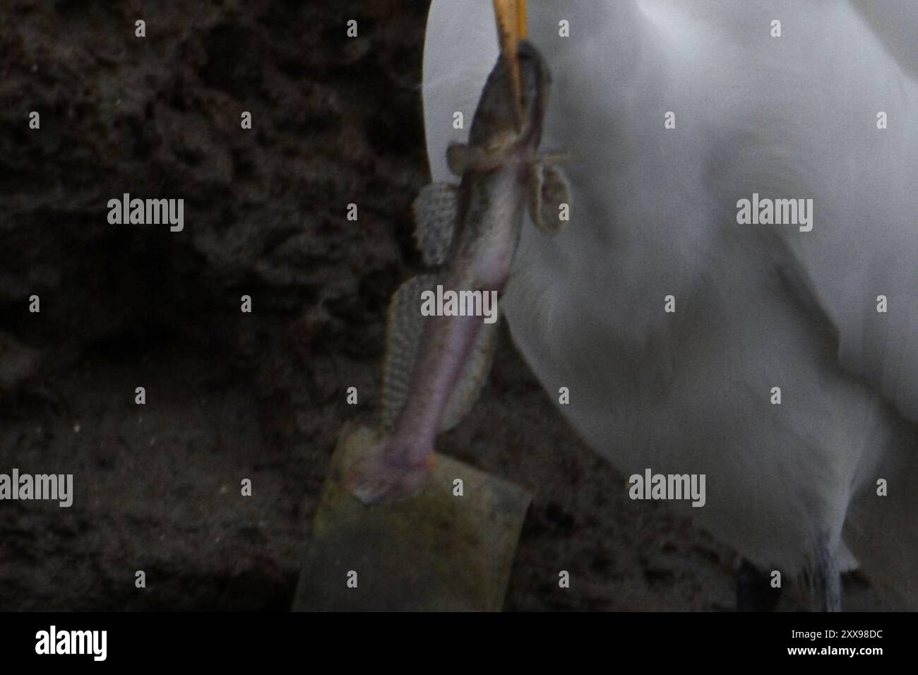 Gobies and allies (Gobioidei) Actinopterygii Stock Photo - Alamy
