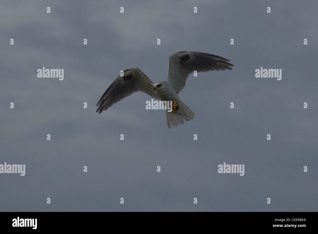 White-tailed Kite (Elanus leucurus) Aves Stock Photo - Alamy