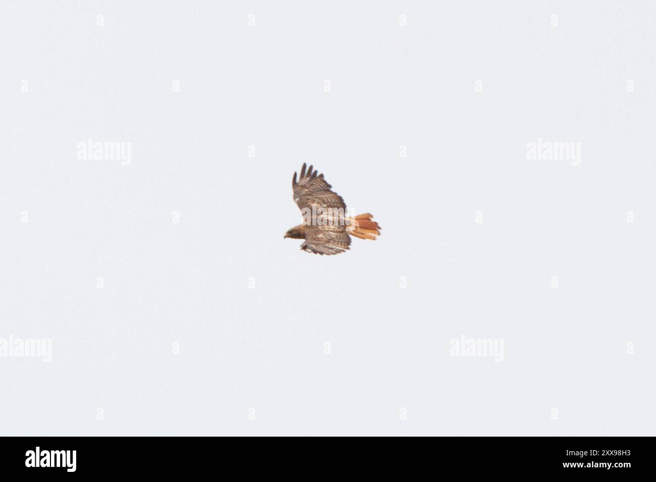 Western Red-tailed Hawk (Buteo jamaicensis calurus) Aves Stock Photo ...