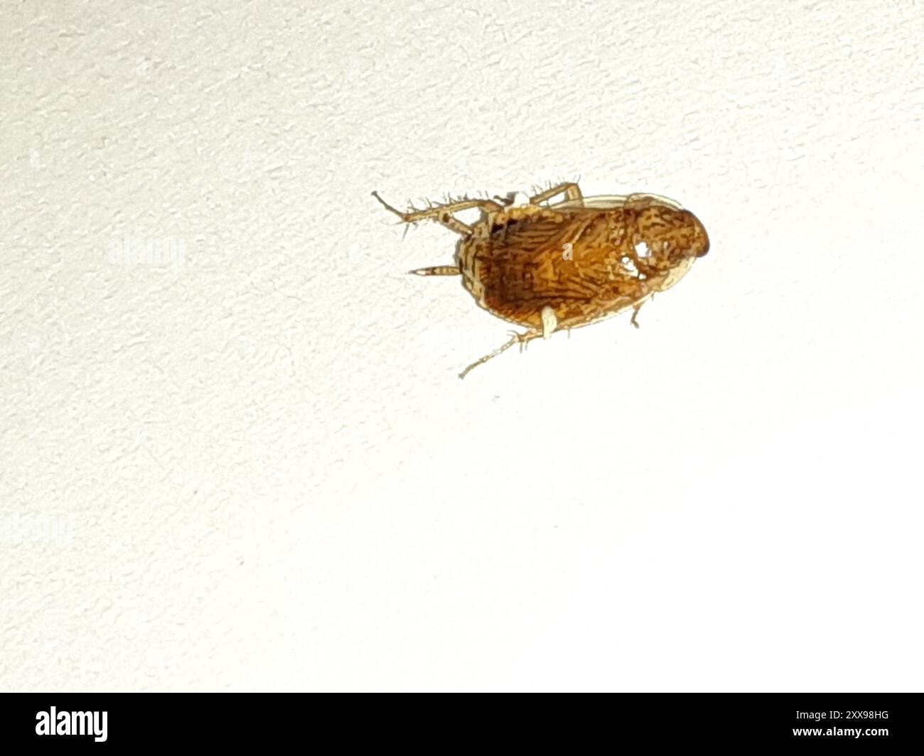small yellow cockroach (Cariblatta lutea) Insecta Stock Photo - Alamy