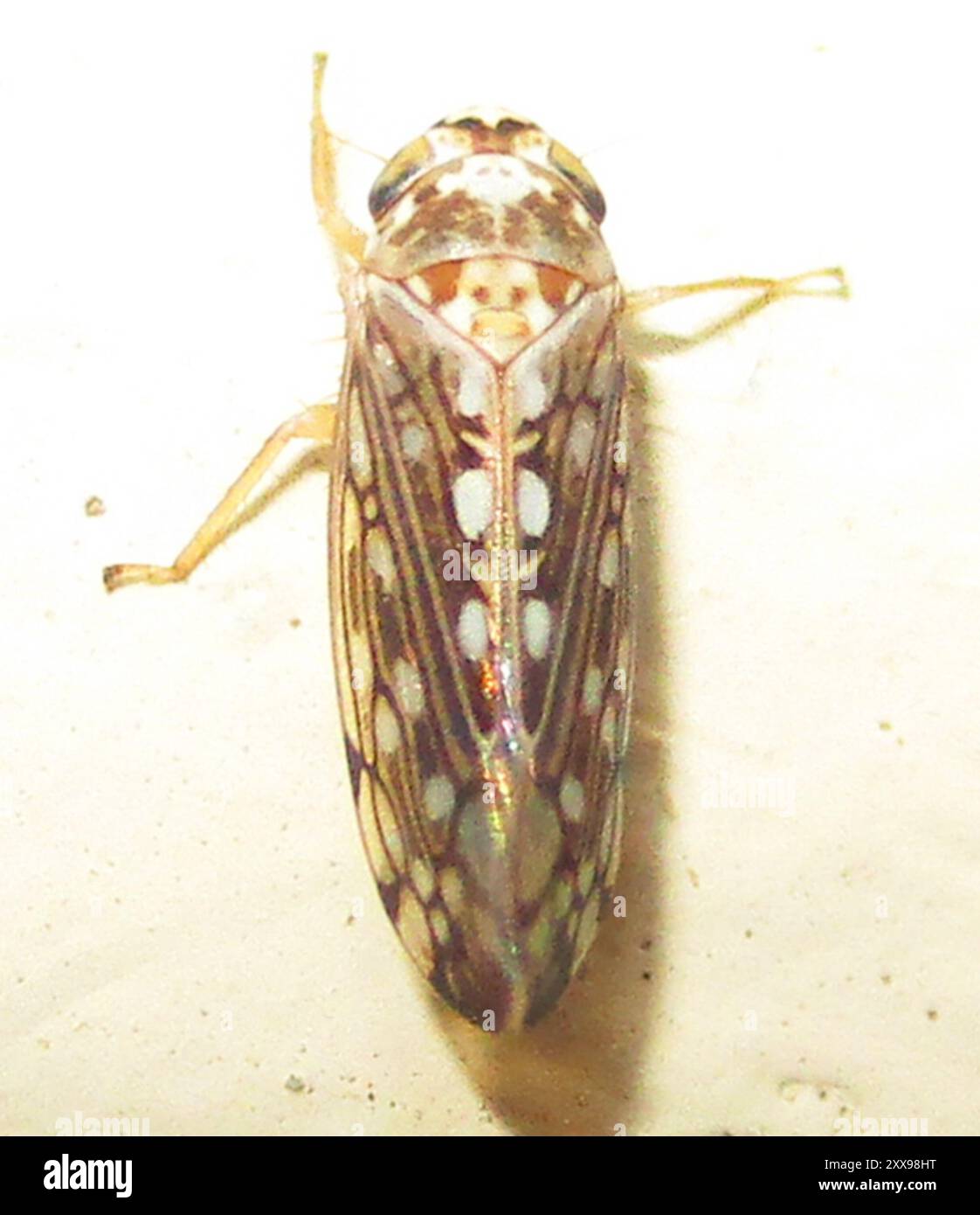 Typical Leafhoppers (Cicadellidae) Insecta Stock Photo - Alamy