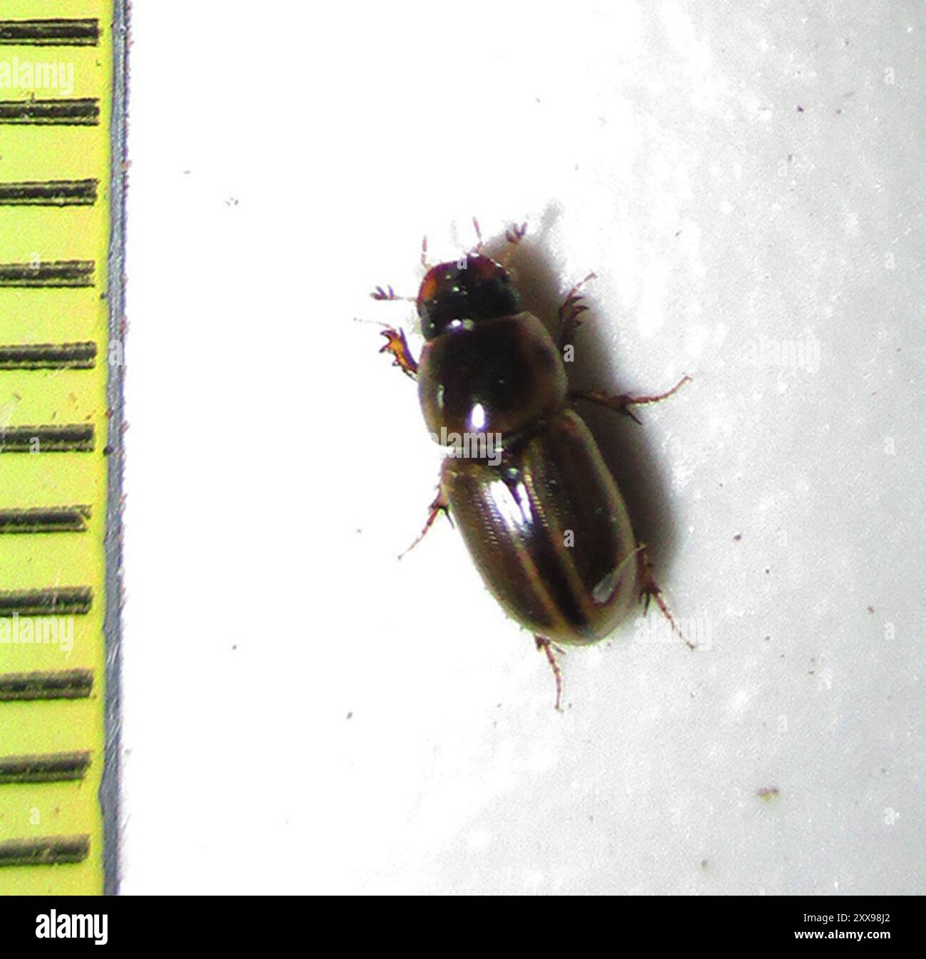 Small Dung Beetles (Aphodiinae) Insecta Stock Photo - Alamy