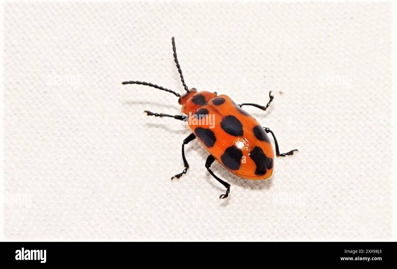 9 spotted beetle Cut Out Stock Images & Pictures - Alamy
