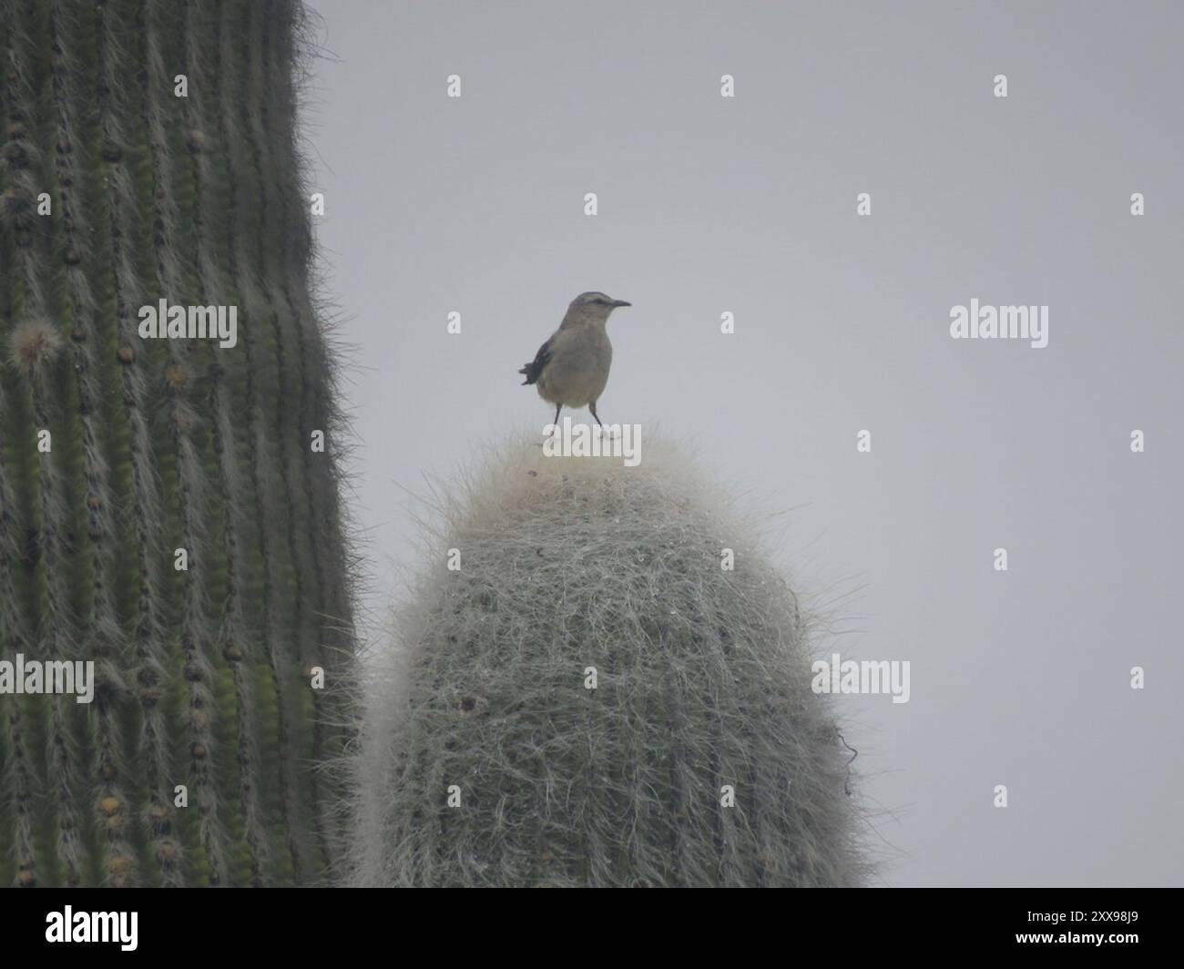 Patagonian Mockingbird (Mimus patagonicus) Aves Stock Photo - Alamy