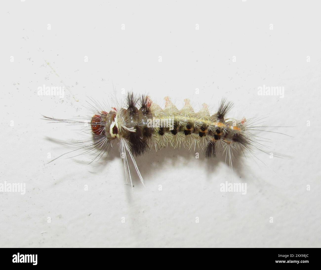 Underwing, Tiger, Tussock, and Allied Moths (Erebidae) Insecta Stock ...