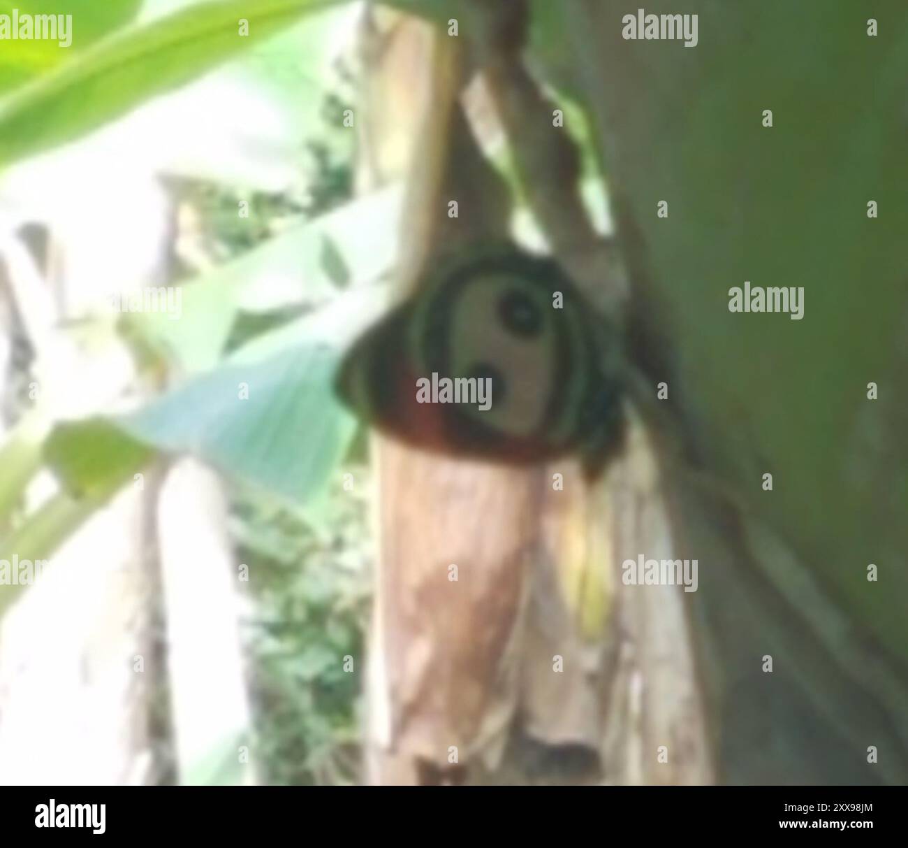 Two-eyed Eighty-eight (Callicore pitheas) Insecta Stock Photo - Alamy