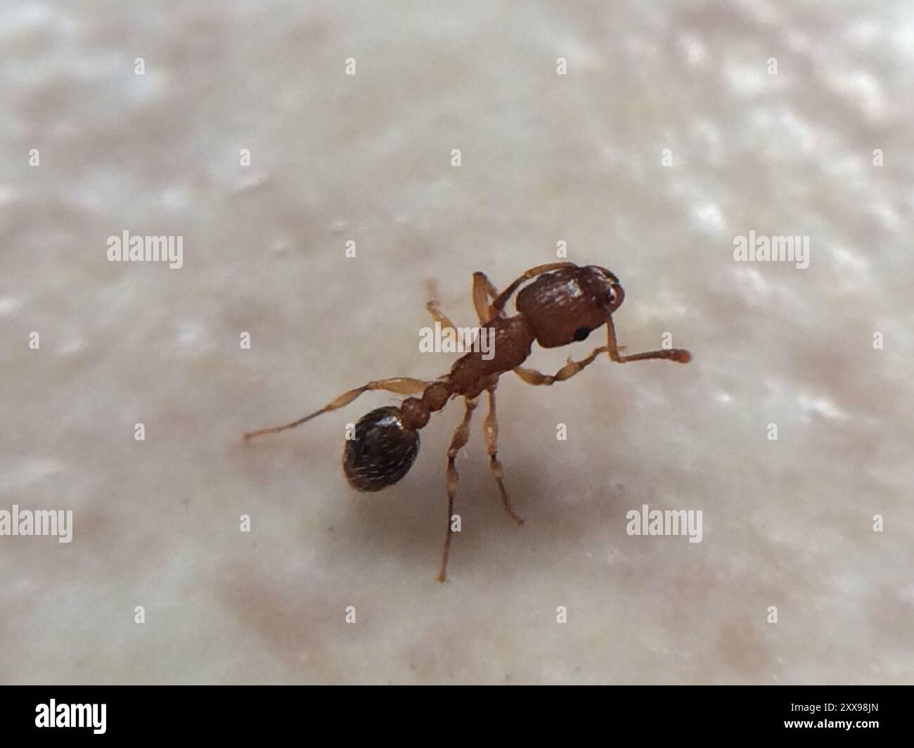 Bicolored Pennant Ant (Tetramorium bicarinatum) Insecta Stock Photo - Alamy