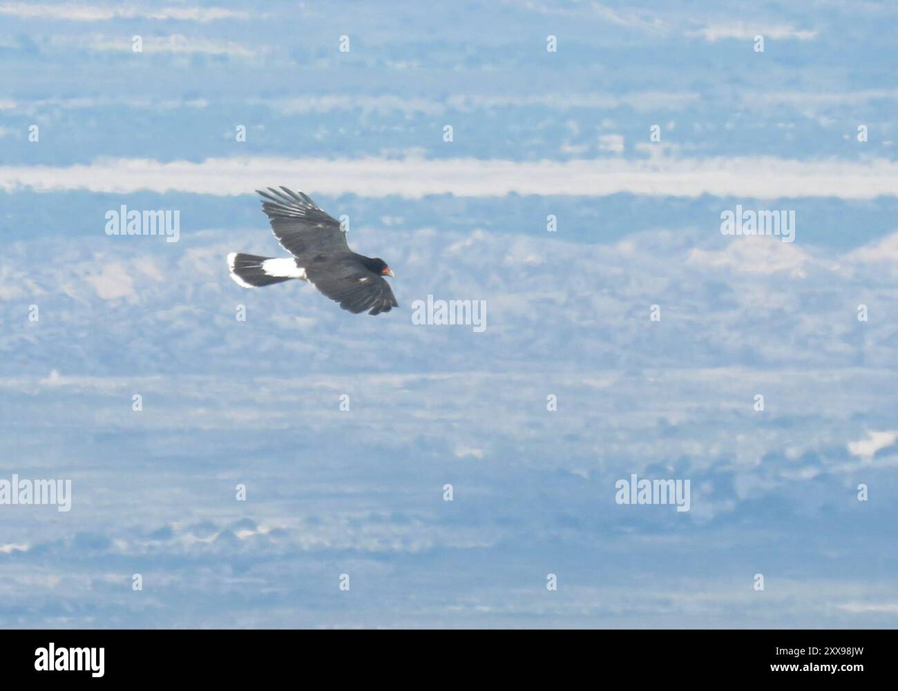 Mountain Caracara (Daptrius megalopterus) Aves Stock Photo - Alamy