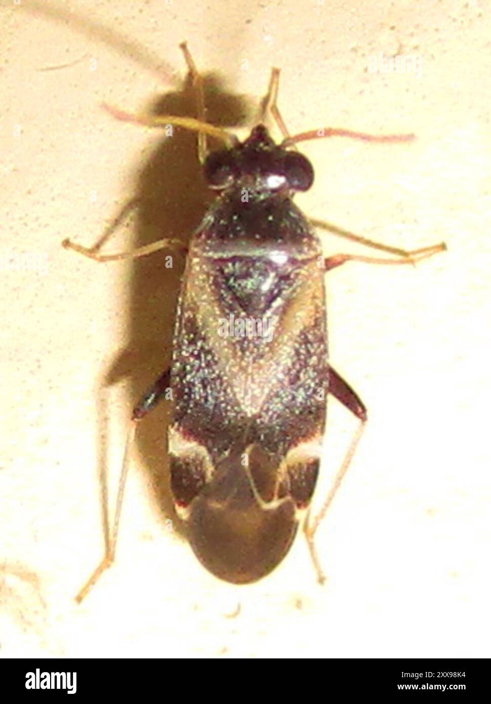 Plant Bugs (Miridae) Insecta Stock Photo - Alamy