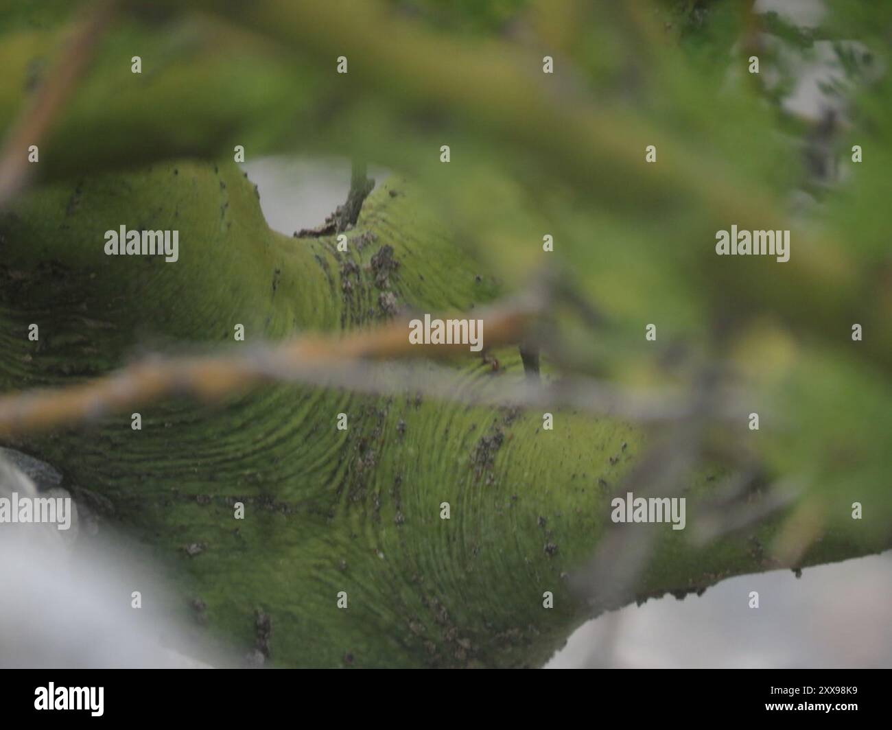 palo brea (Parkinsonia praecox) Plantae Stock Photo - Alamy