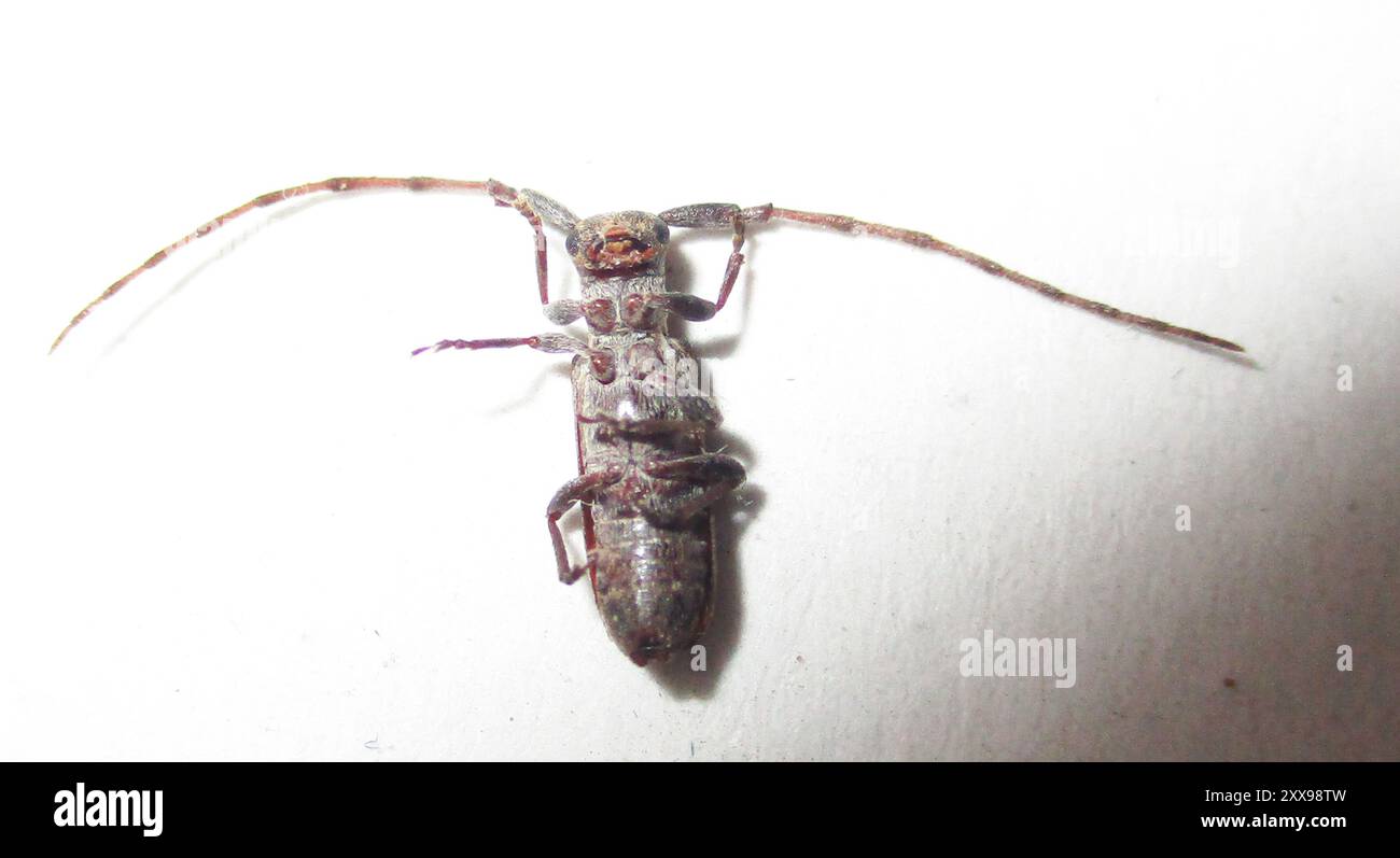 (Eunidia spilotoides) Insecta Stock Photo - Alamy