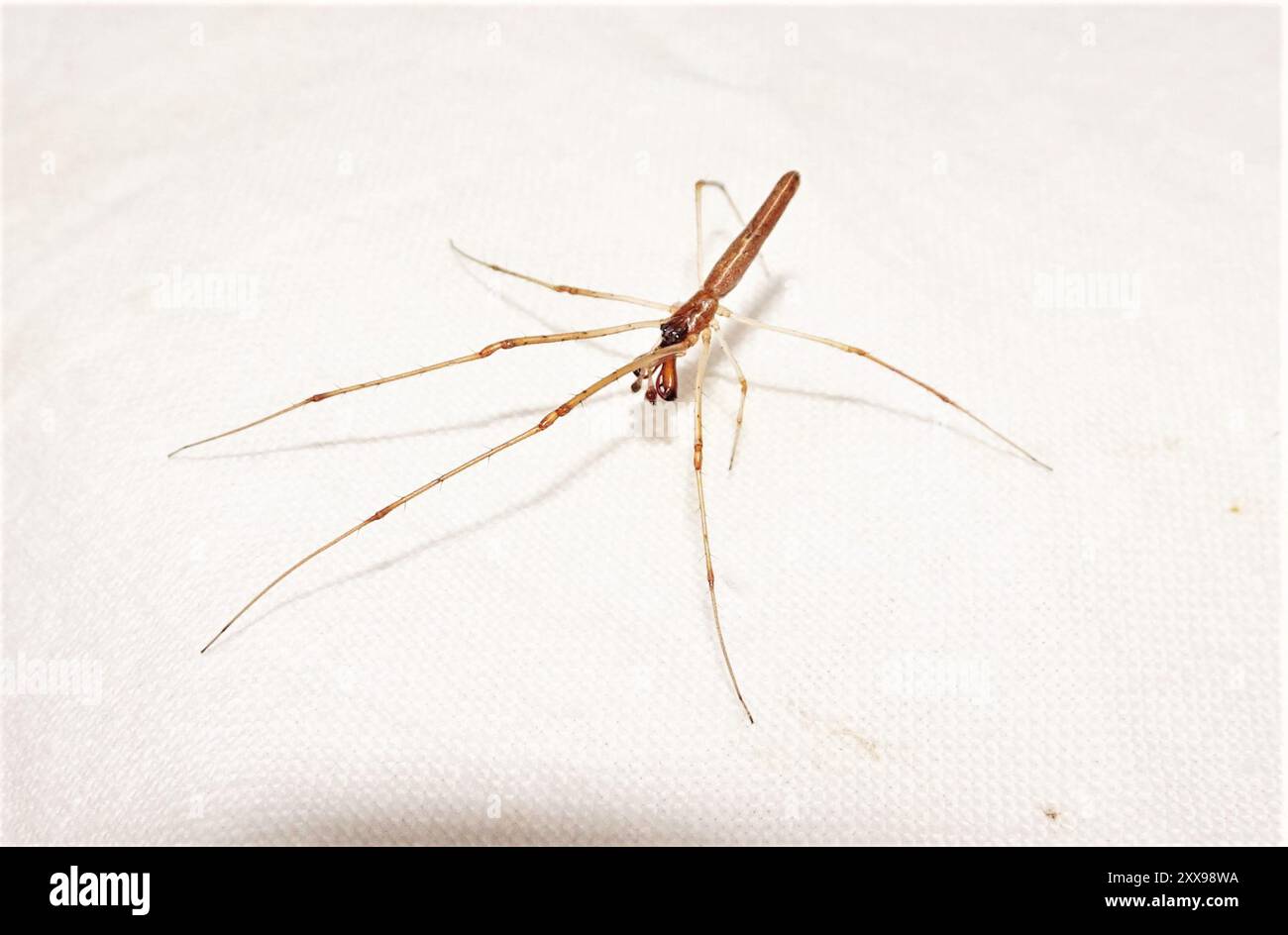 Stretch Spiders (Tetragnatha) Arachnida Stock Photo - Alamy