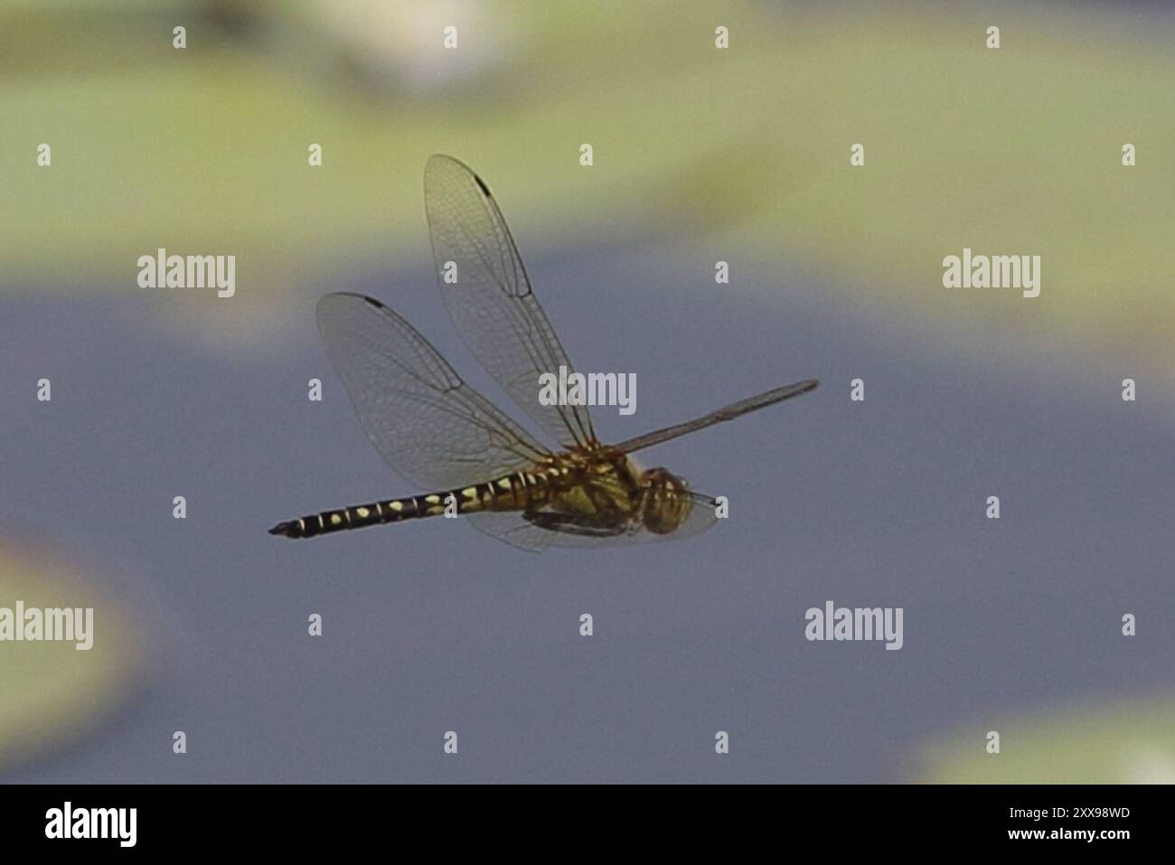 Water Prince (Hydrobasileus brevistylus) Insecta Stock Photo - Alamy