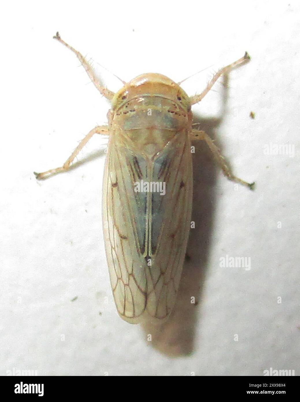 Typical Leafhoppers (Cicadellidae) Insecta Stock Photo - Alamy