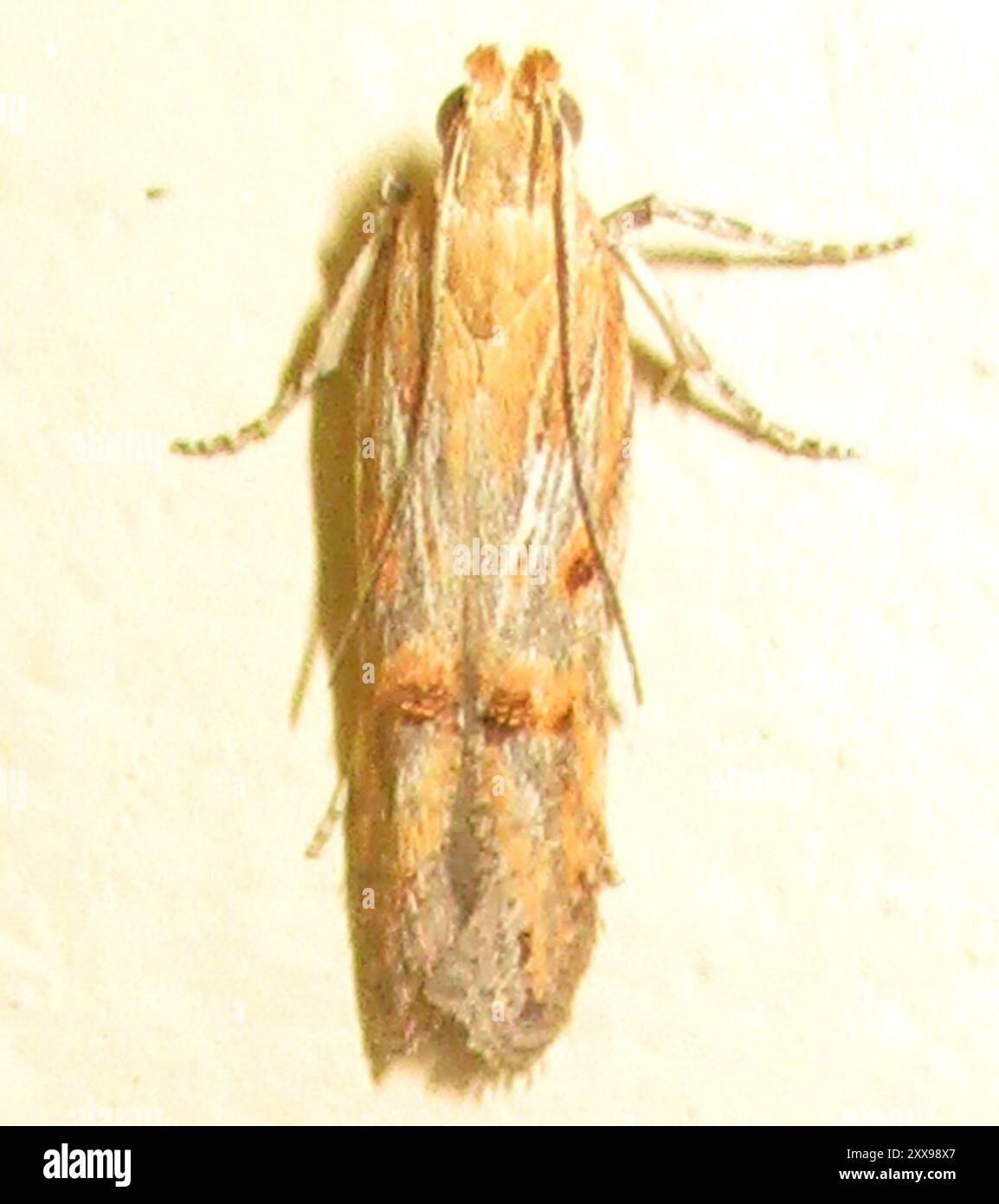 Twirler Moths (Gelechiidae) Insecta Stock Photo - Alamy