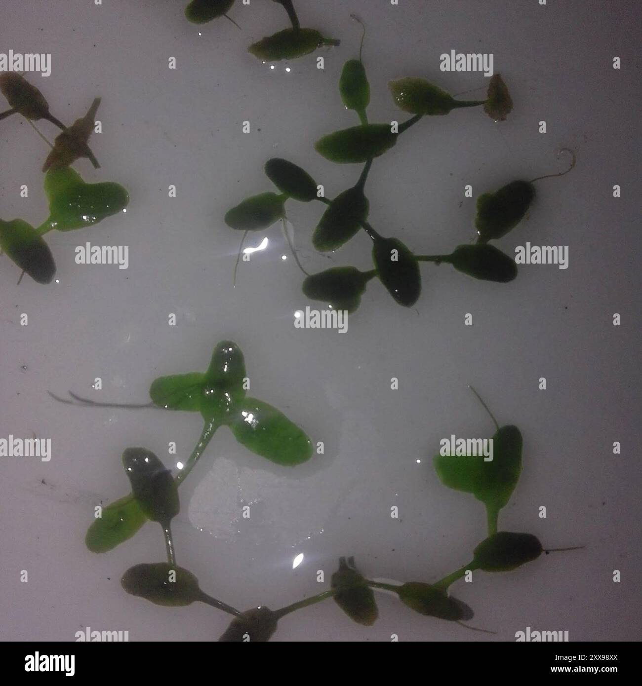 Ivy-leaved Duckweed (Lemna trisulca) Plantae Stock Photo - Alamy