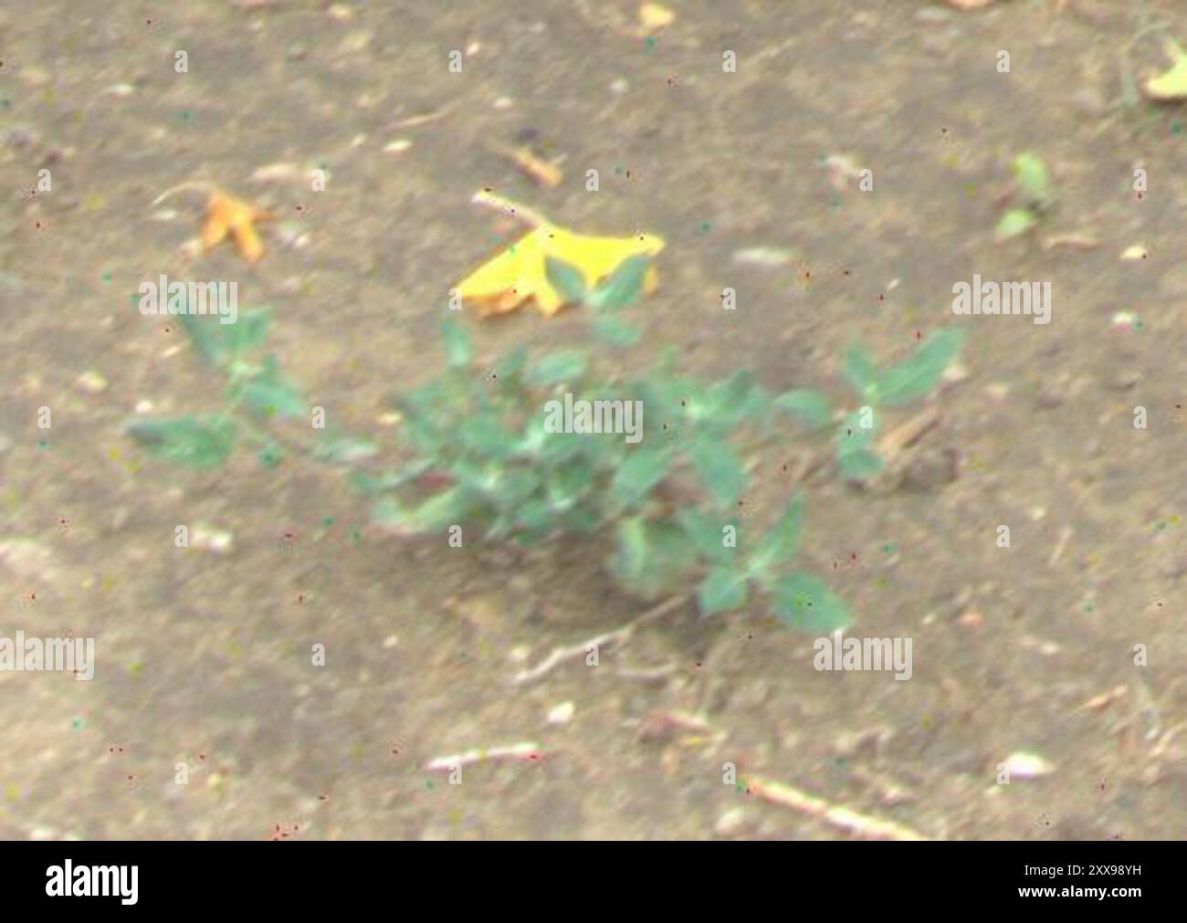 saltbush subfamily (Chenopodioideae) Plantae Stock Photo - Alamy