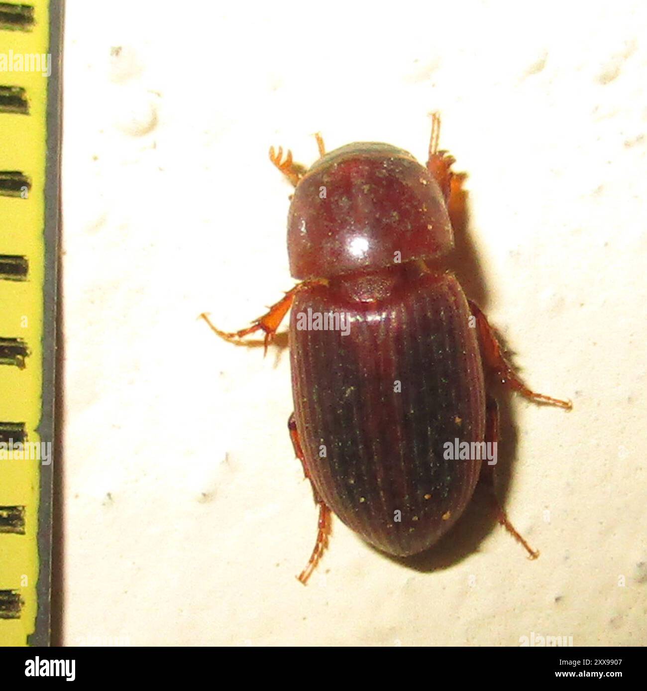 Small Dung Beetles (Aphodiinae) Insecta Stock Photo - Alamy