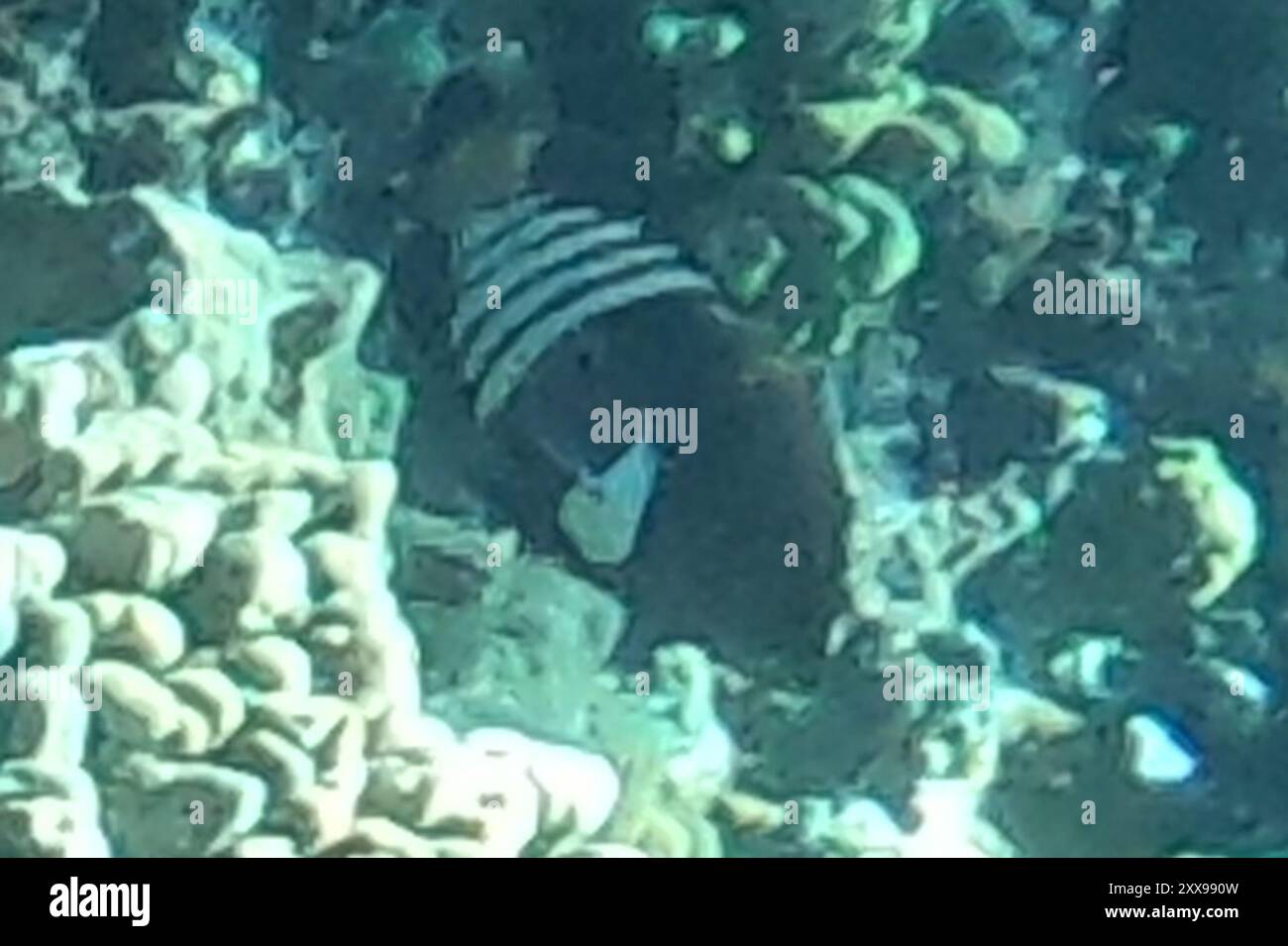 Peacock Grouper (Cephalopholis argus) Actinopterygii Stock Photo - Alamy