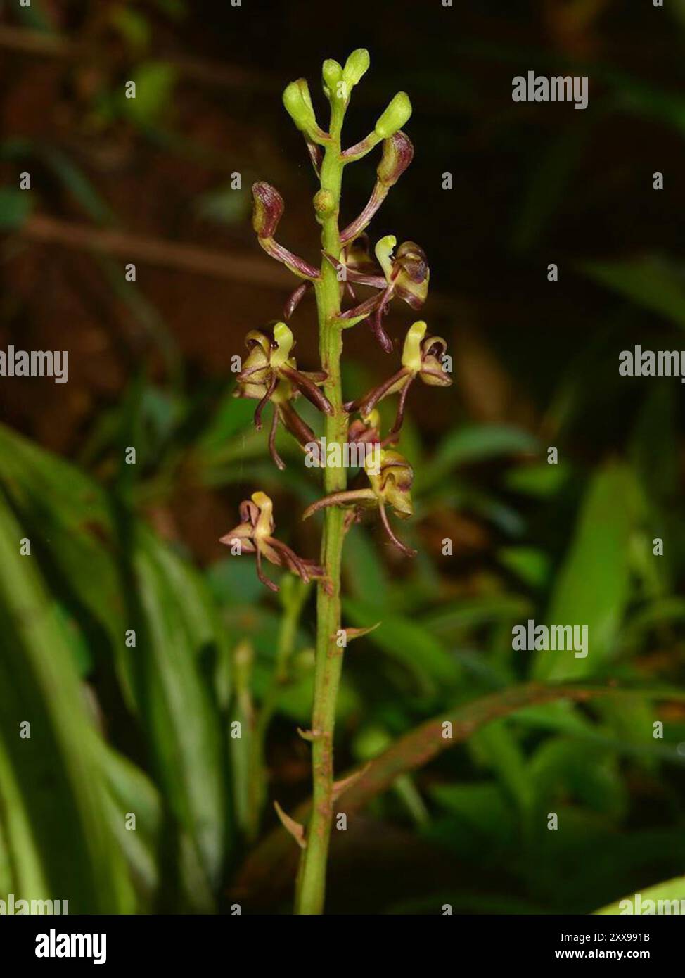 fragrant liparis (Liparis odorata) Plantae Stock Photo - Alamy
